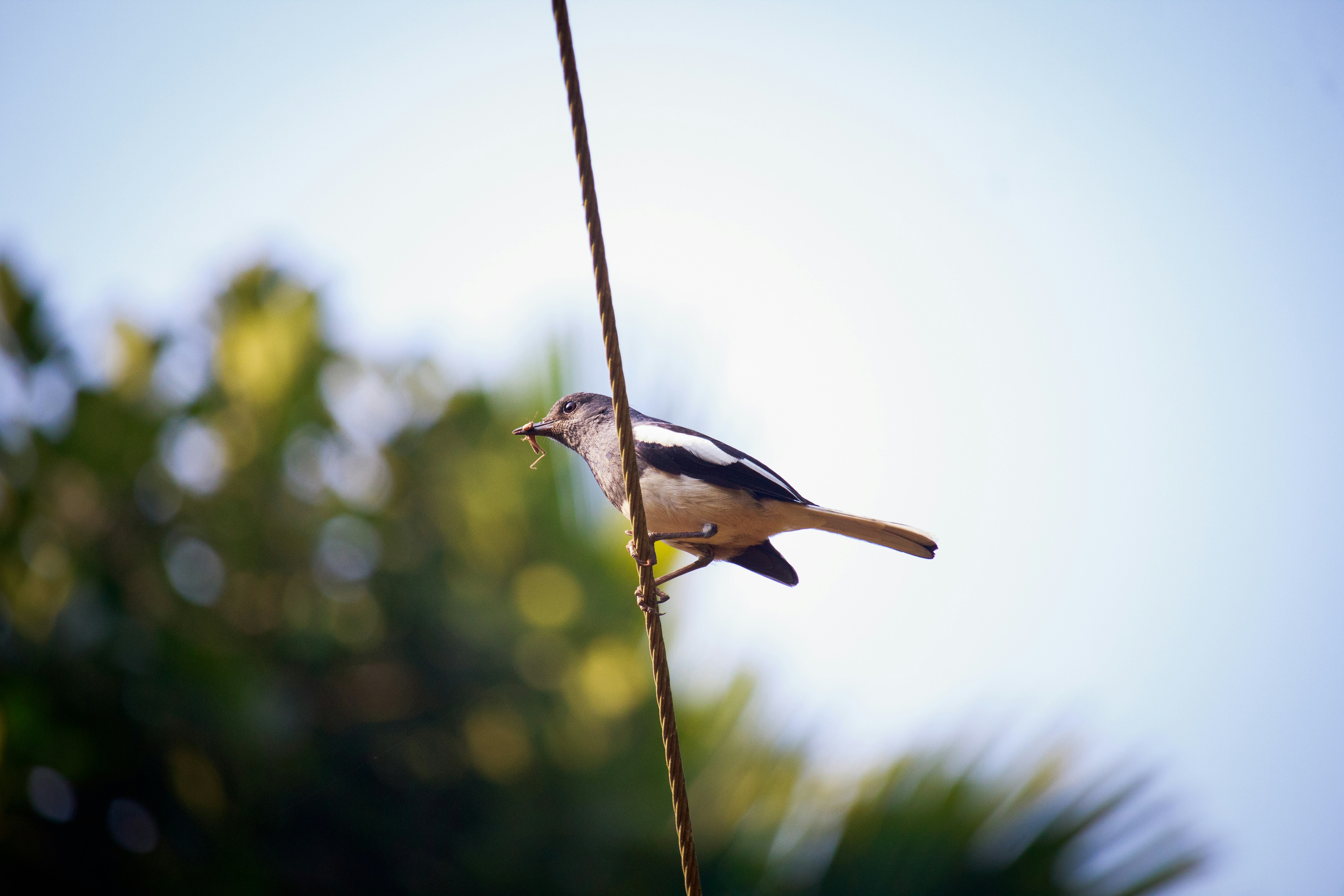 Wirewalker: perched with a distant sunrise above tropical greens