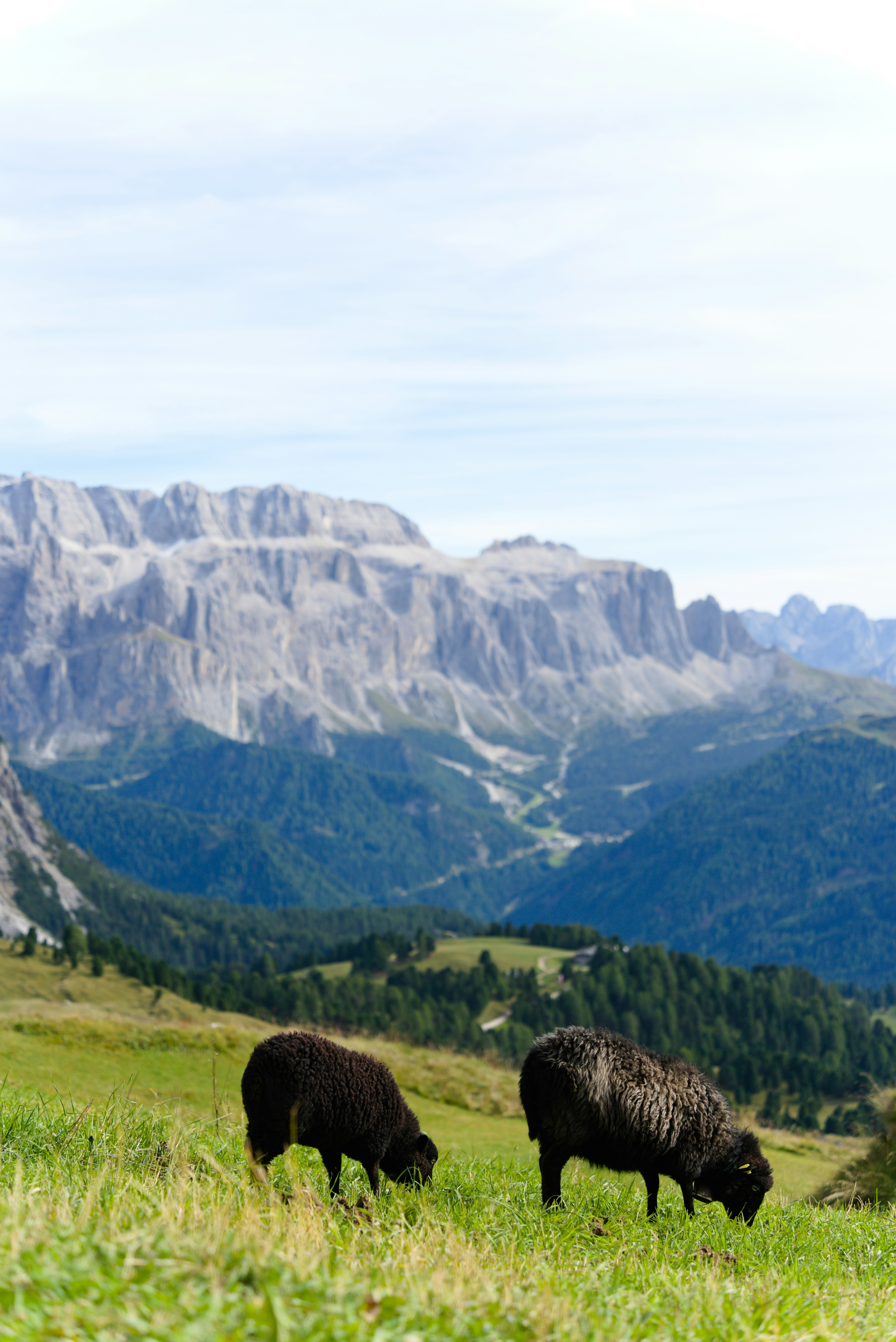 Low-Grazing Duo Under Alpine Cliffs