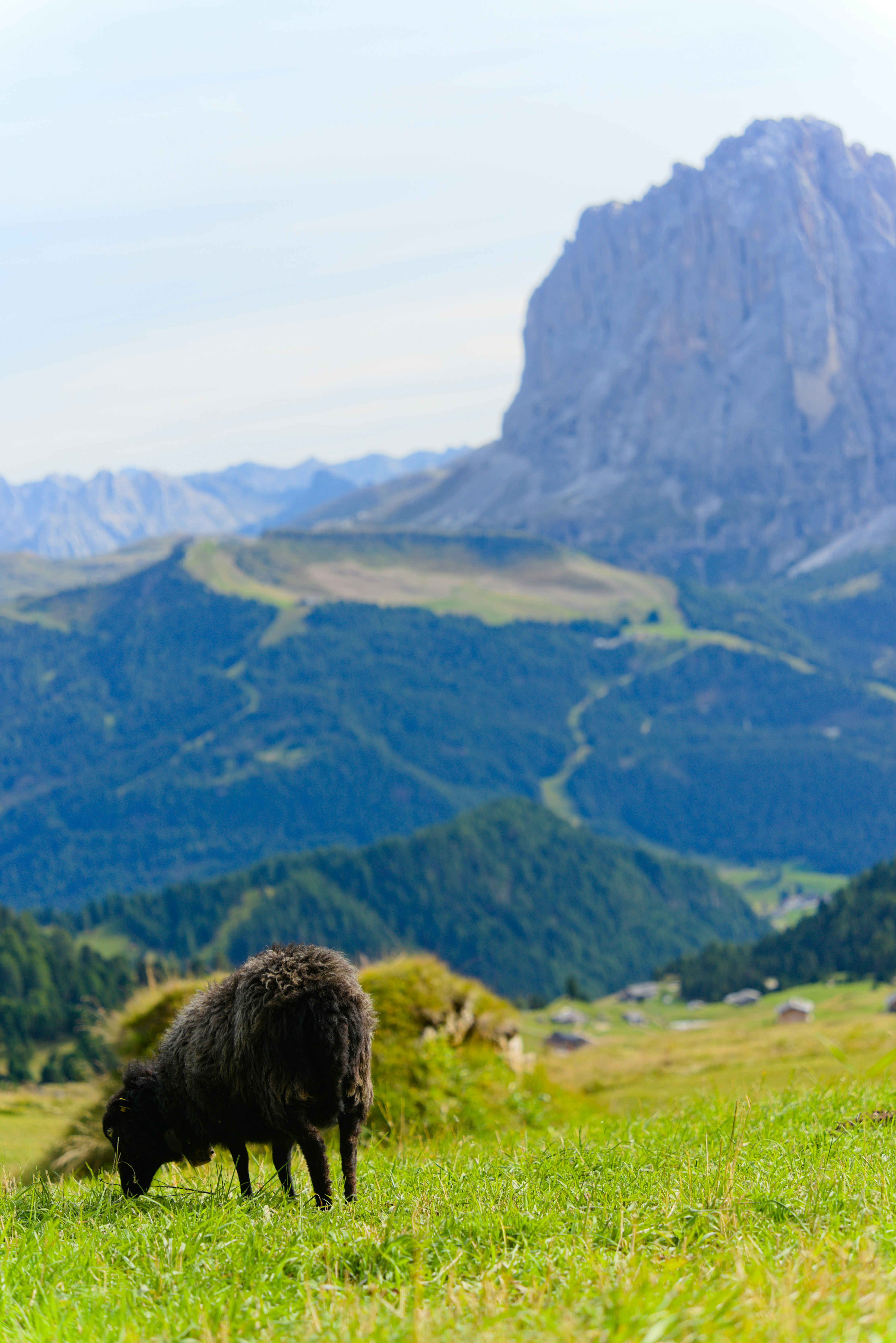 Black Sheep on the Alpine Crest