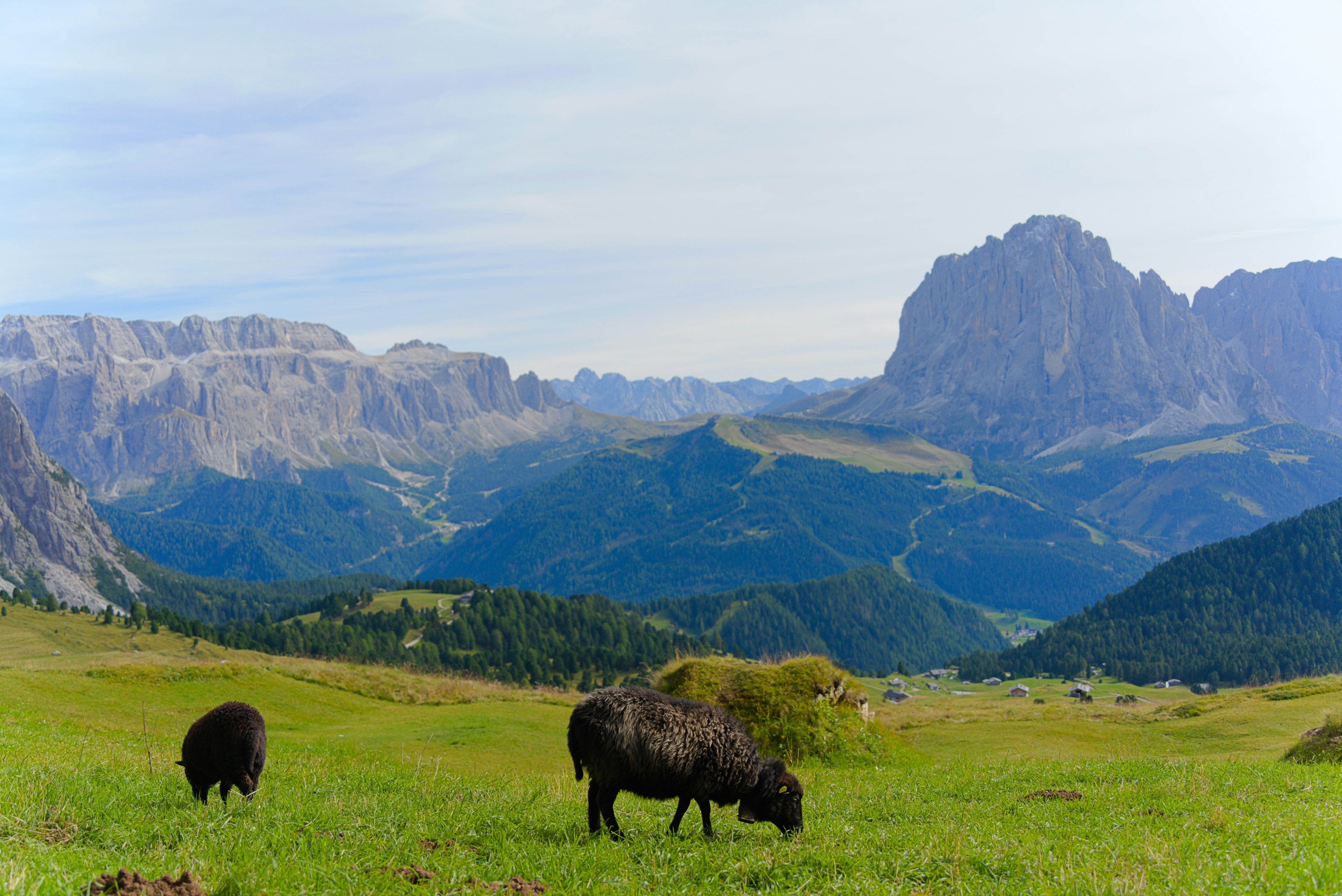Pasture Giants: Bison Beneath the Dolomite Skyline