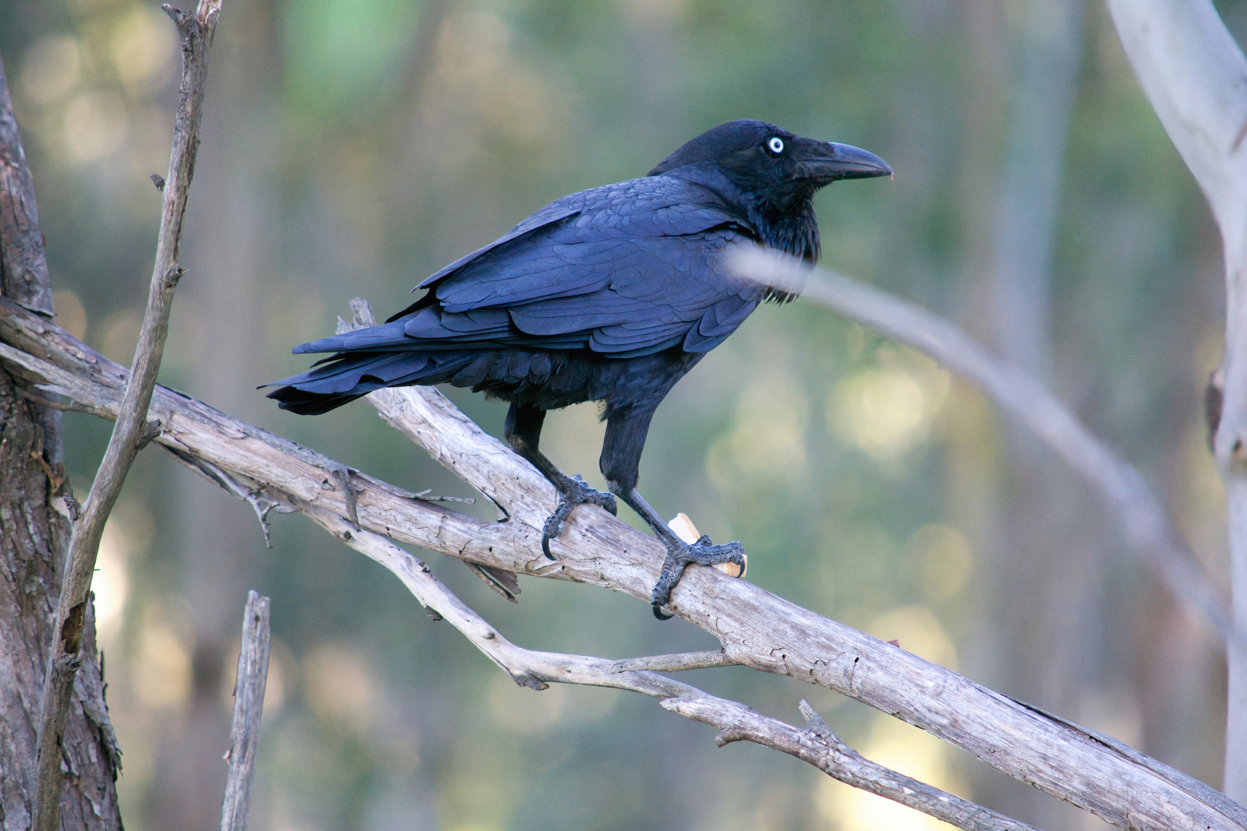 A Black Crow Perched on Weathered Branch — Quiet Watcher of the Forest