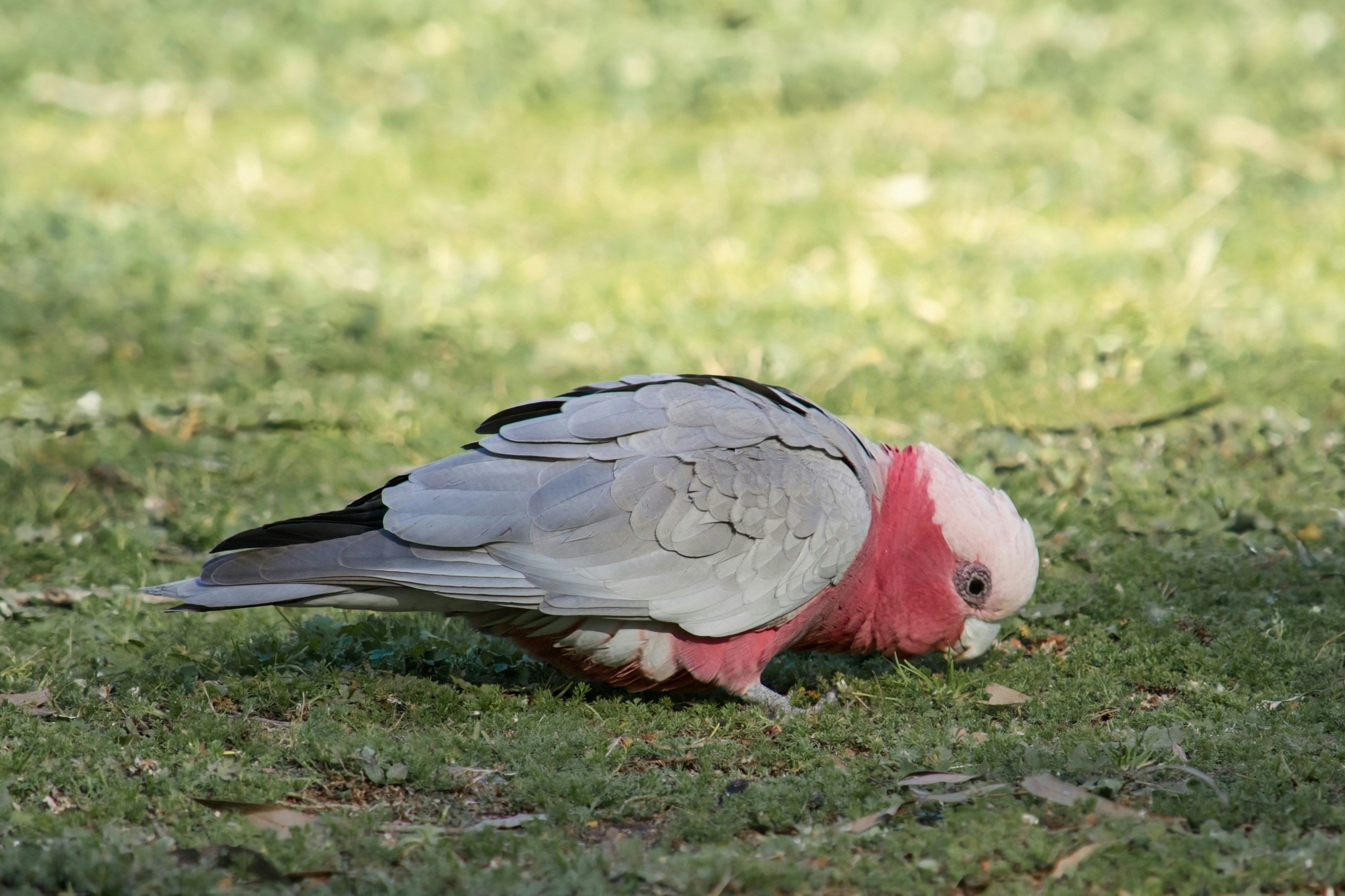 Pink-faced Parrot in Gentle Grass: A Close-Quarter Rest