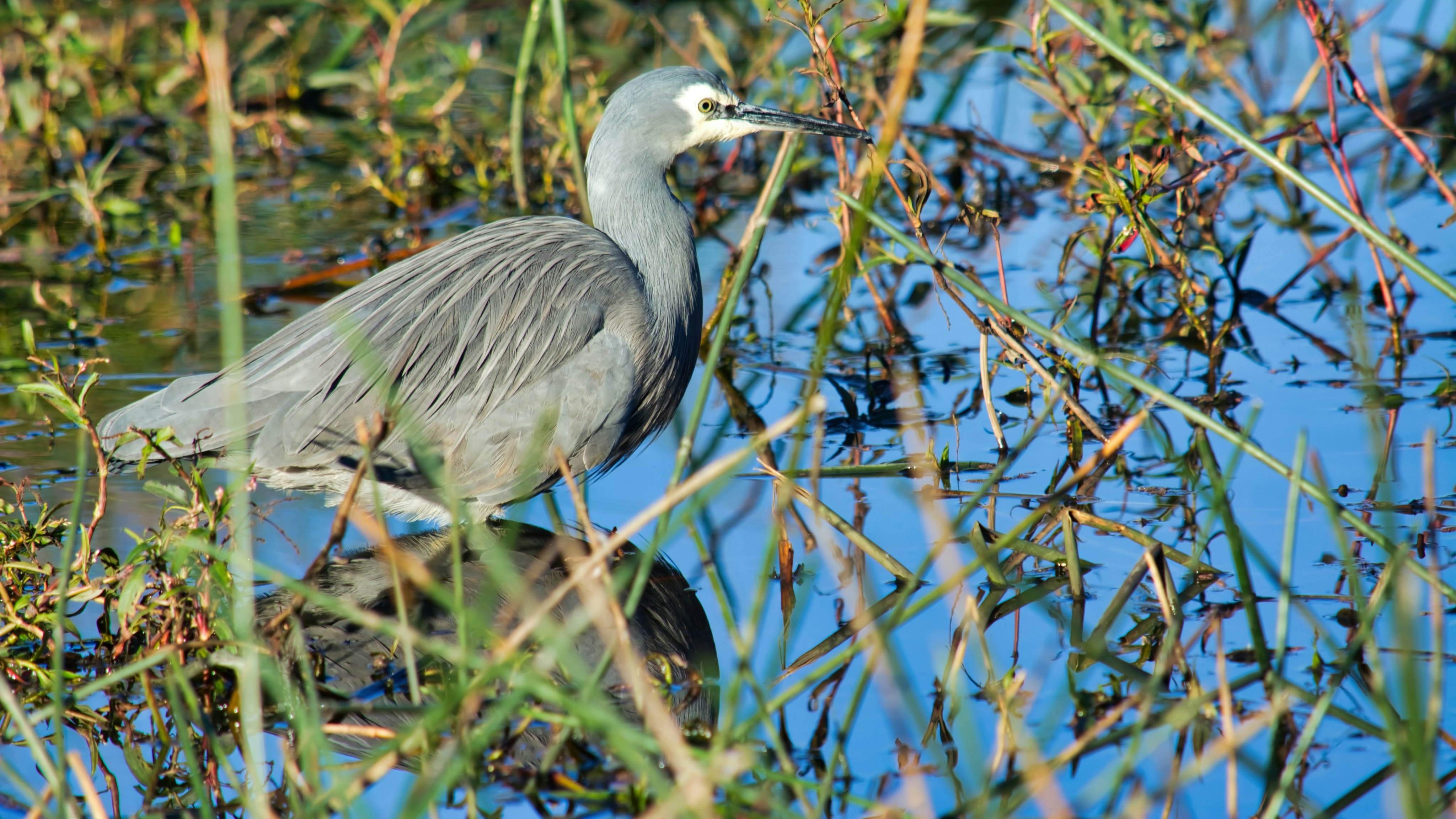 Silent Heron in Reeds: A Glimpse Over Blue Reflections