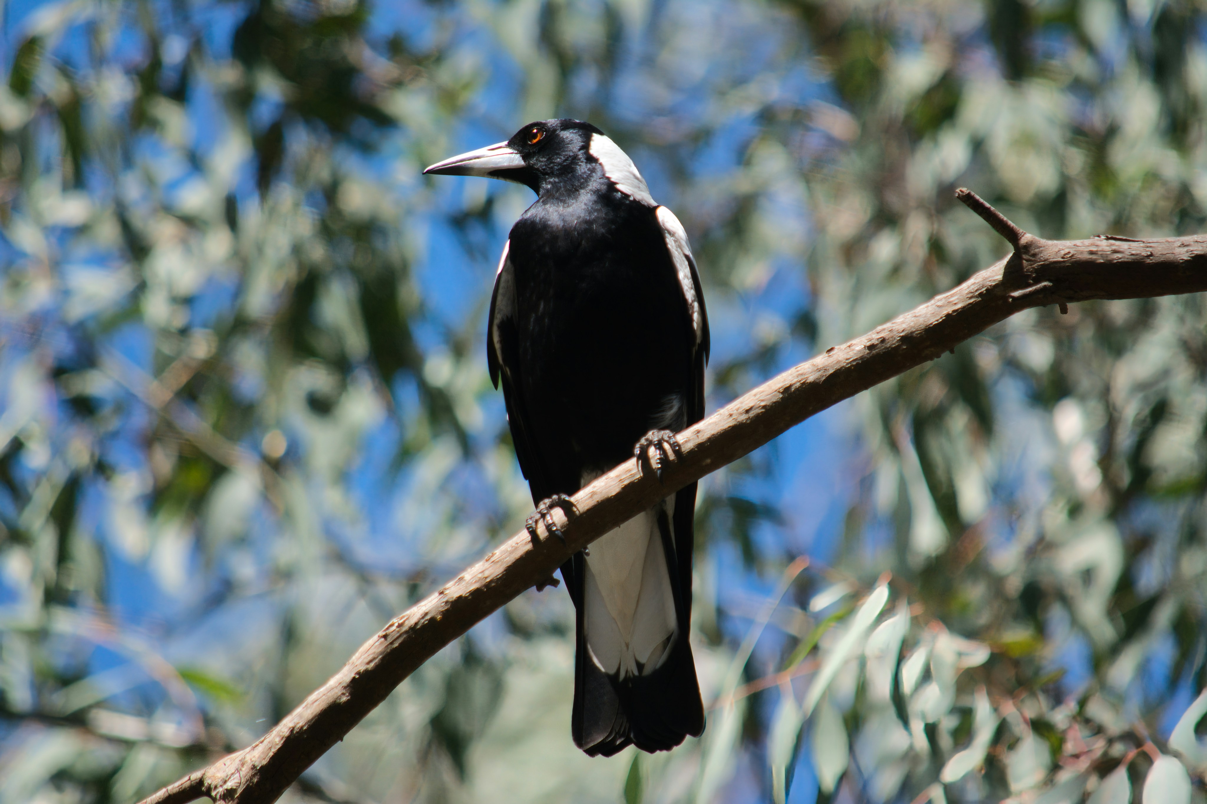 Black-winged Monarch: A Perched Magpie Pupil Against Sunlit Foliage