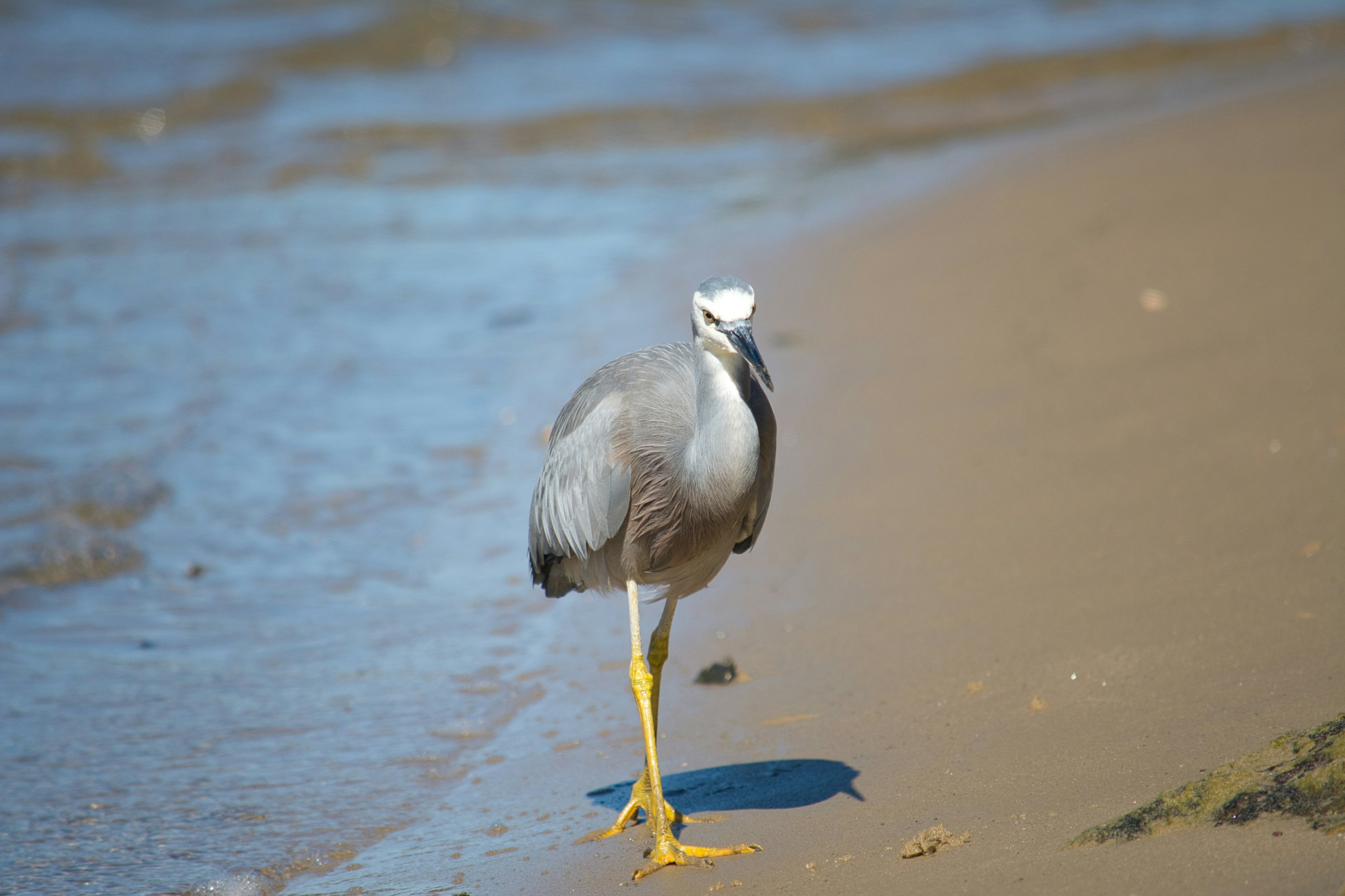 Lonely shorewalker: a grey heron in a sunlit tidal beach