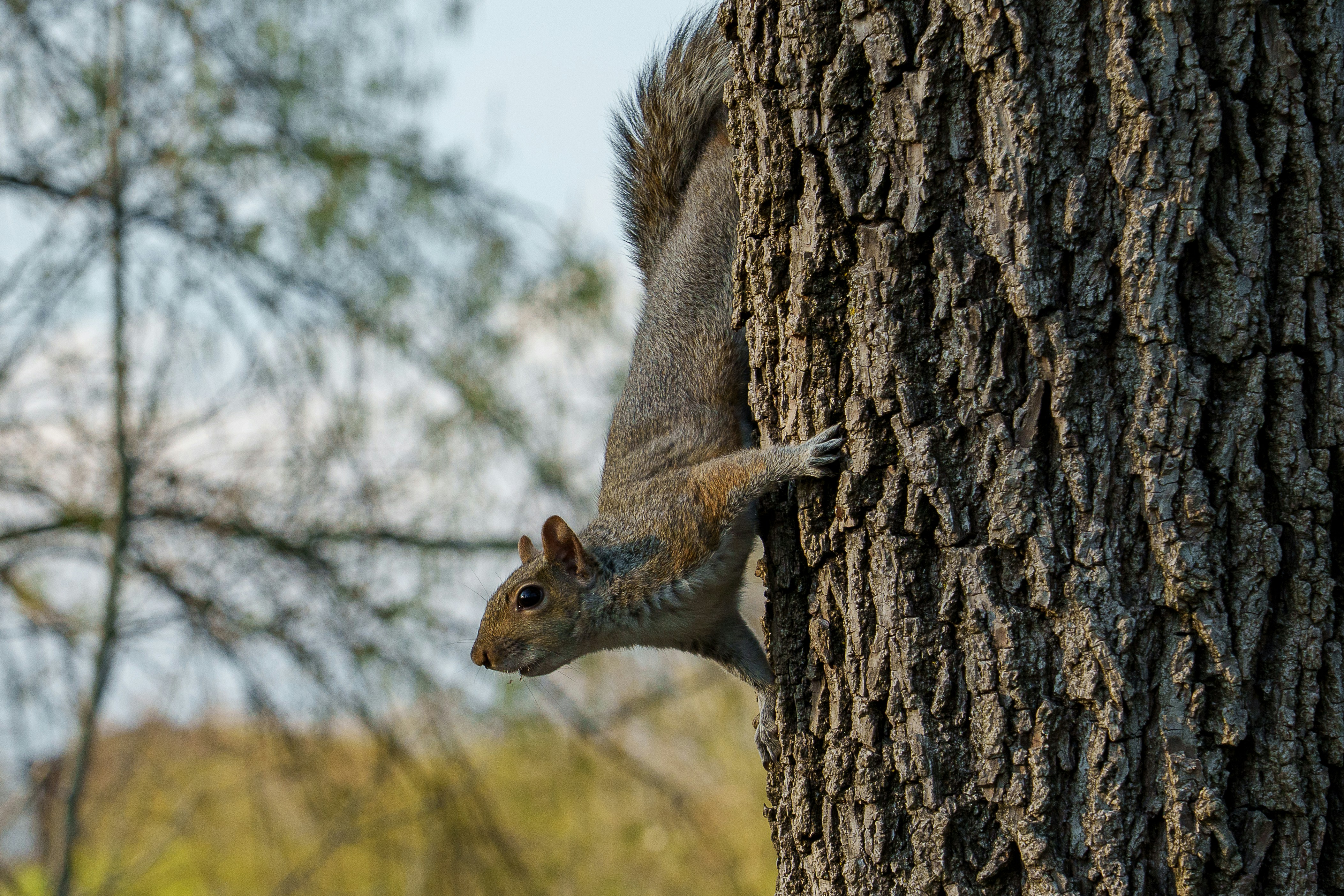 Tree-Hugger: A Squirrel's Burst from the Bark