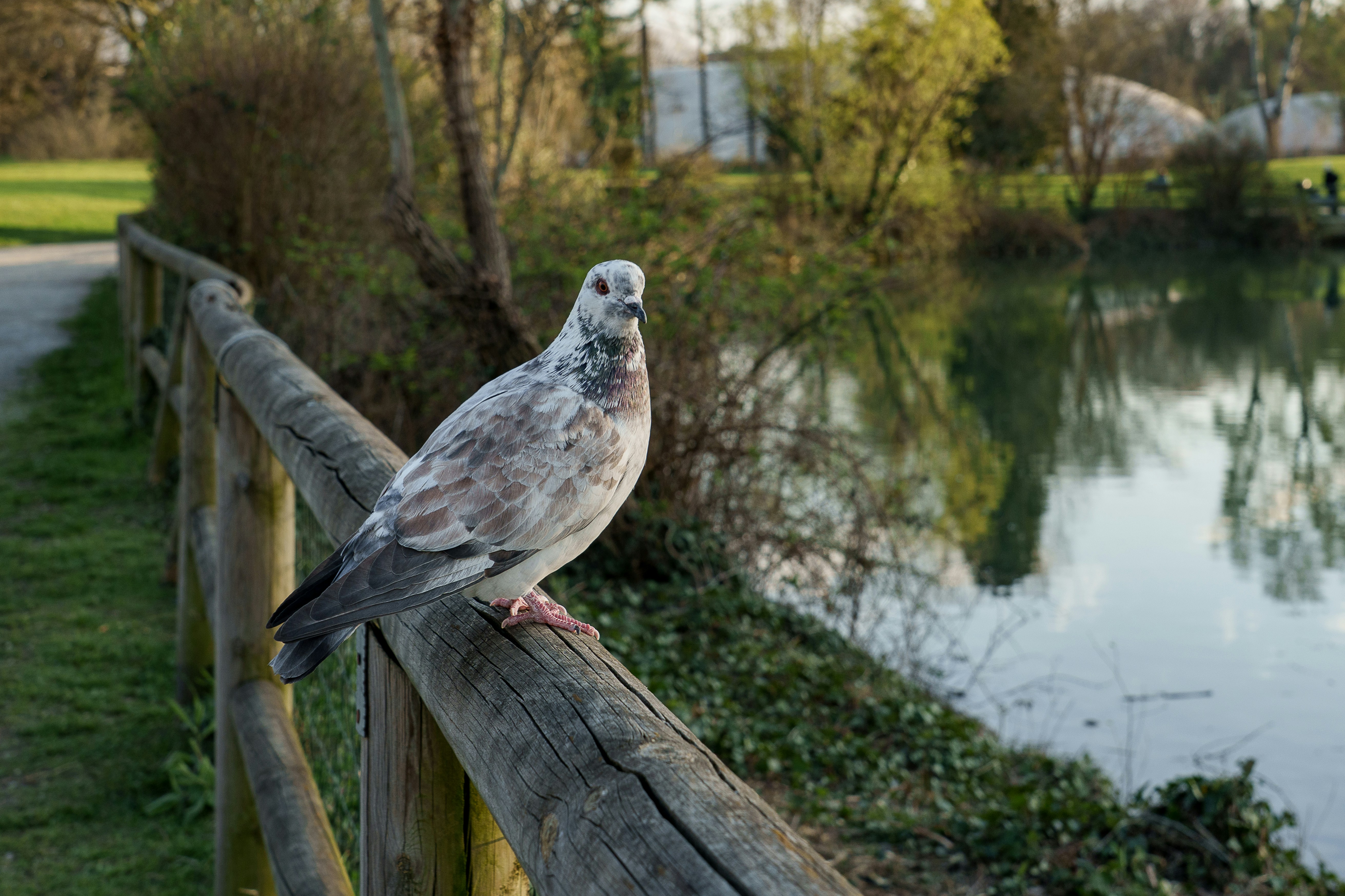 Pigeon Perch by the Quiet Riverbank