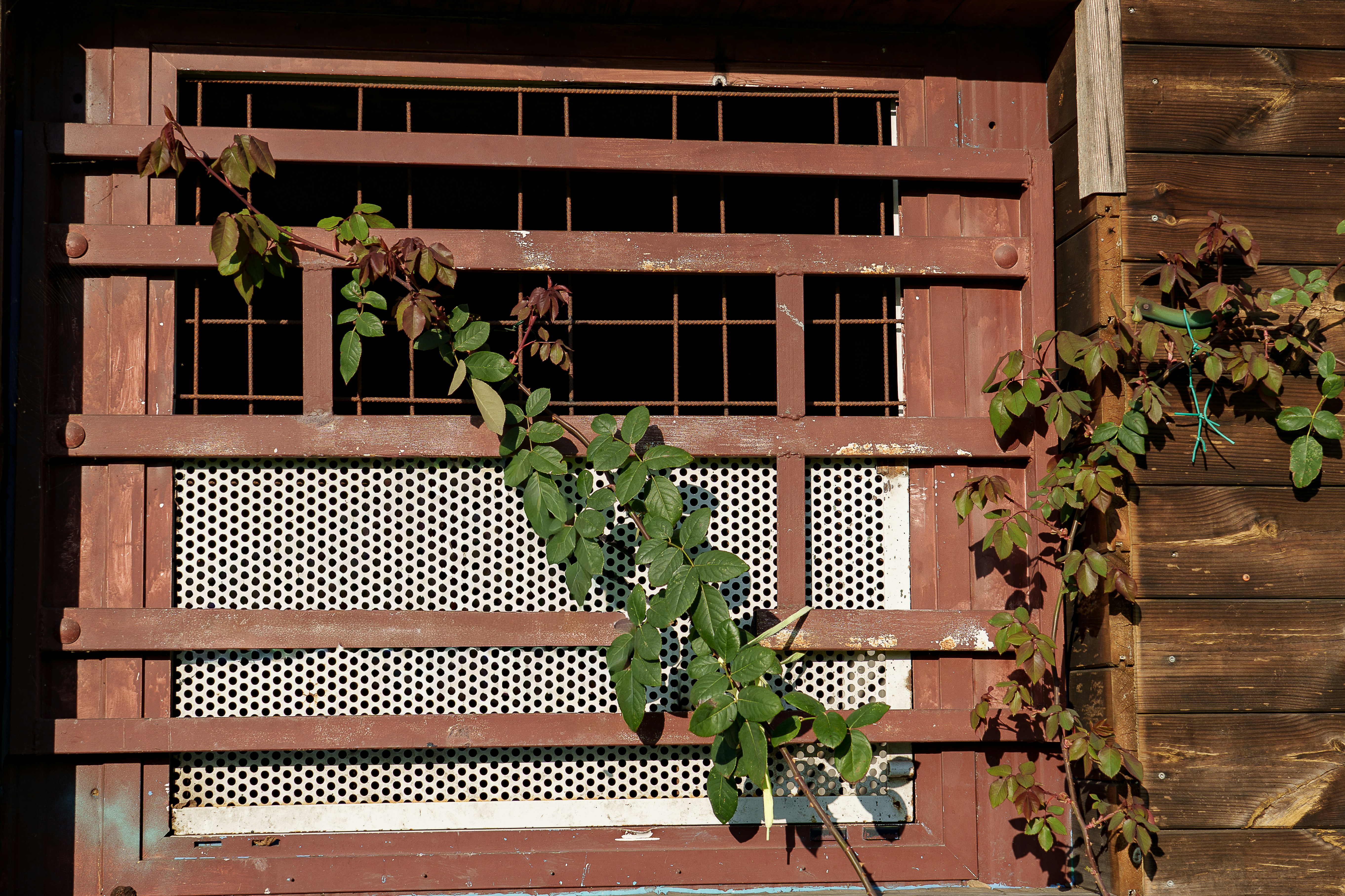 Vines Claiming a Rusted Window