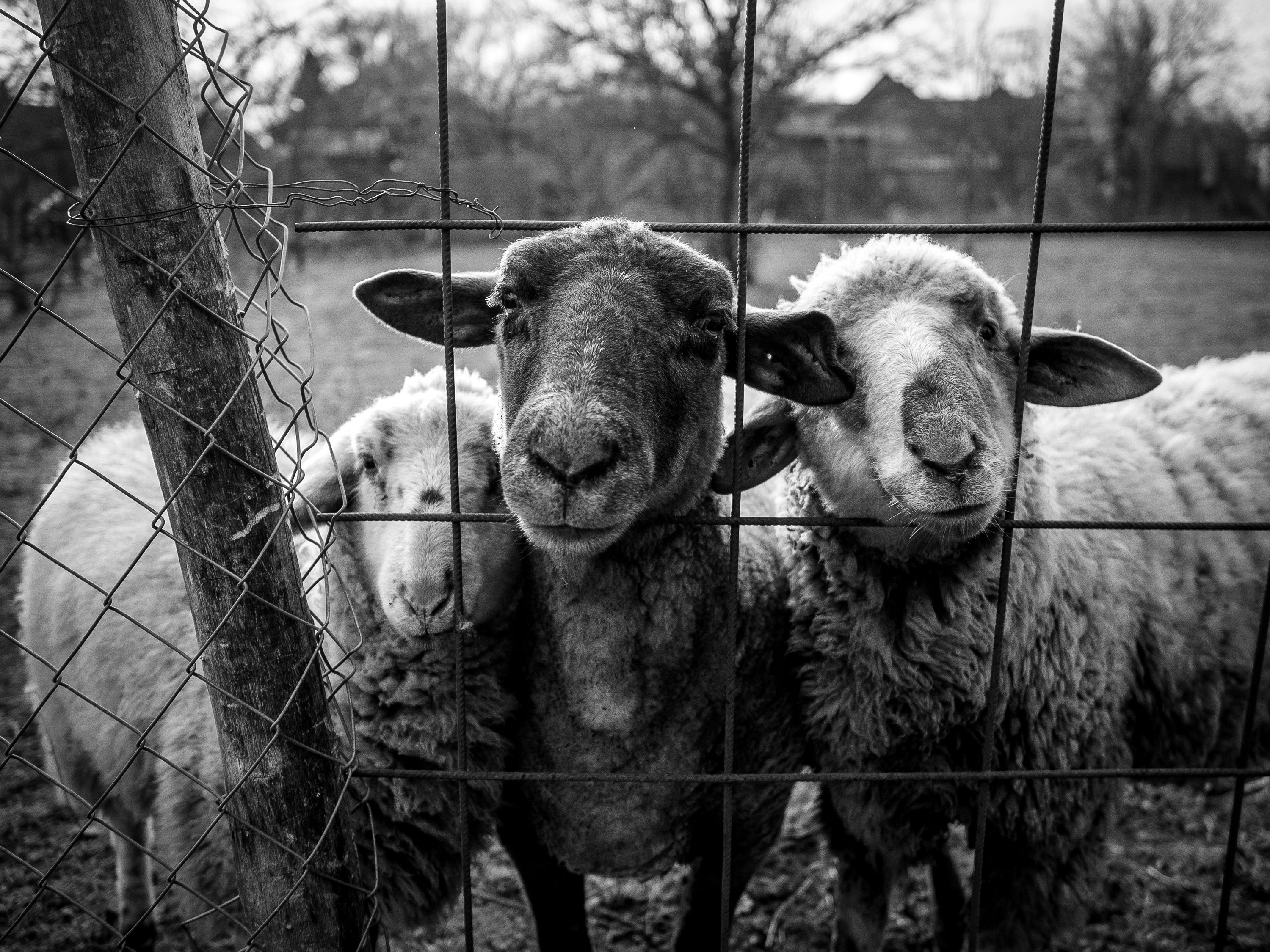 Three Curious Fences: Close-Quarters Sheep Behind Wire