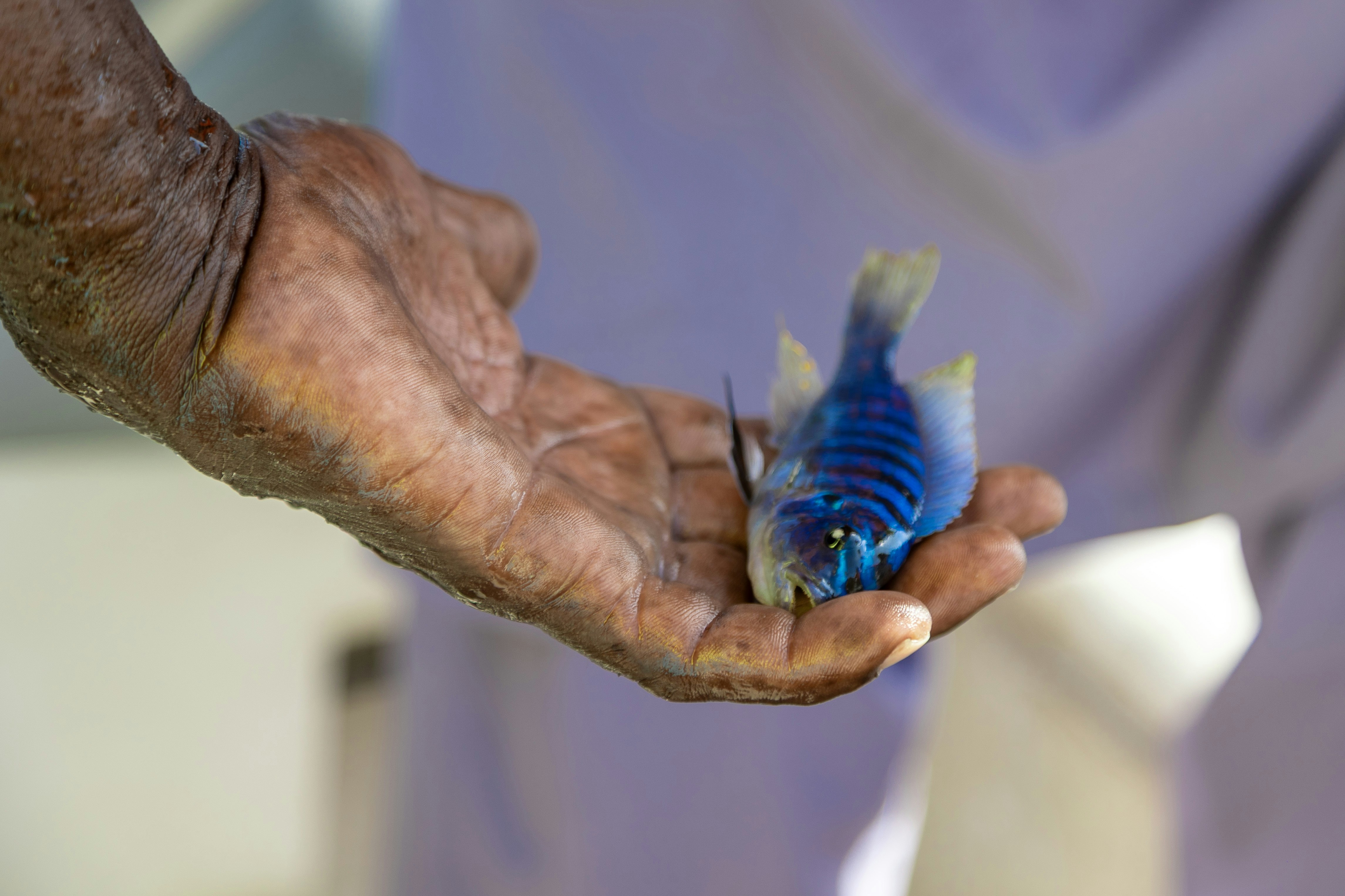 Blue Betta Cradle: A Gentle Handoff of Color