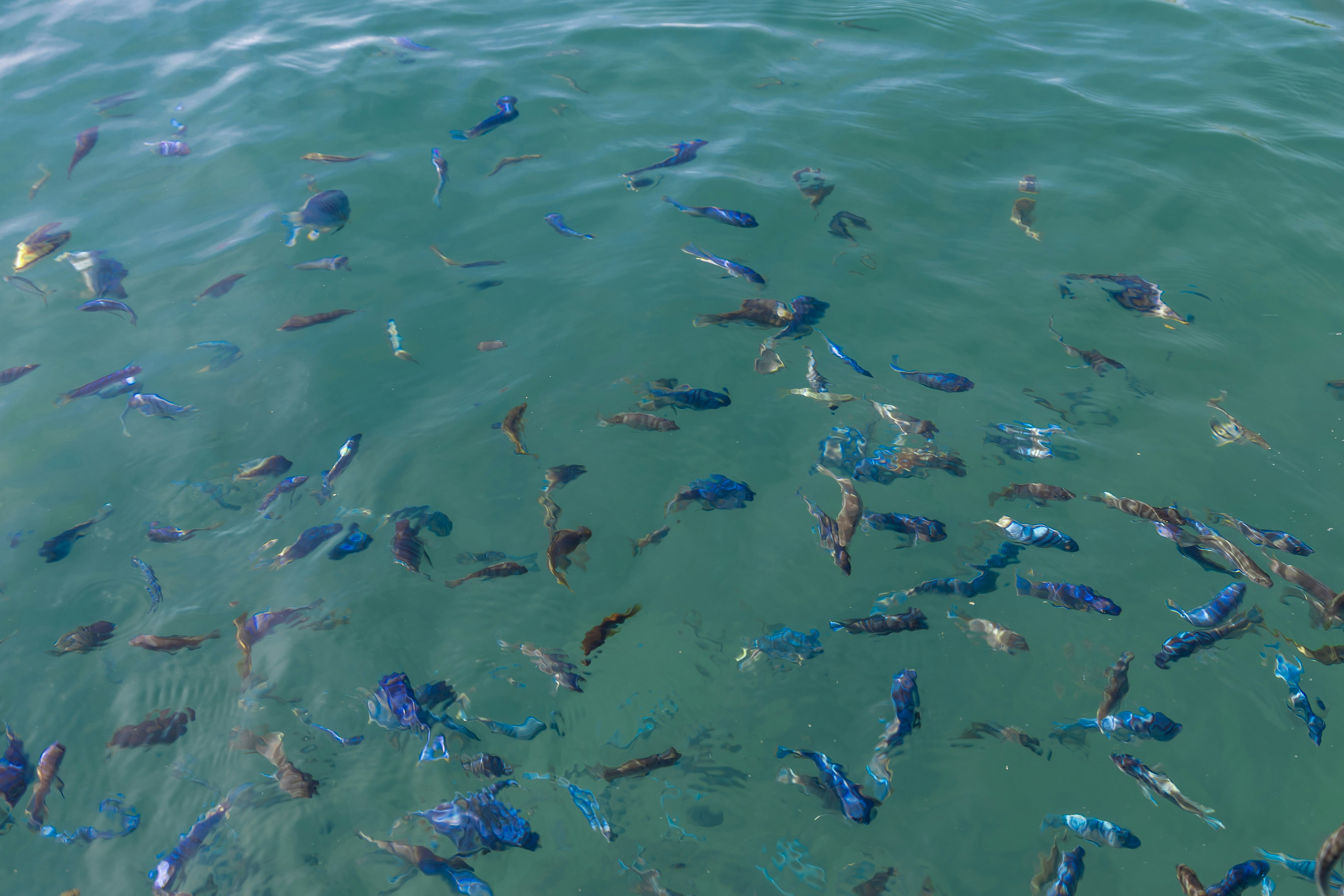 School of cobalt: a sunlit turquoise tide of fish