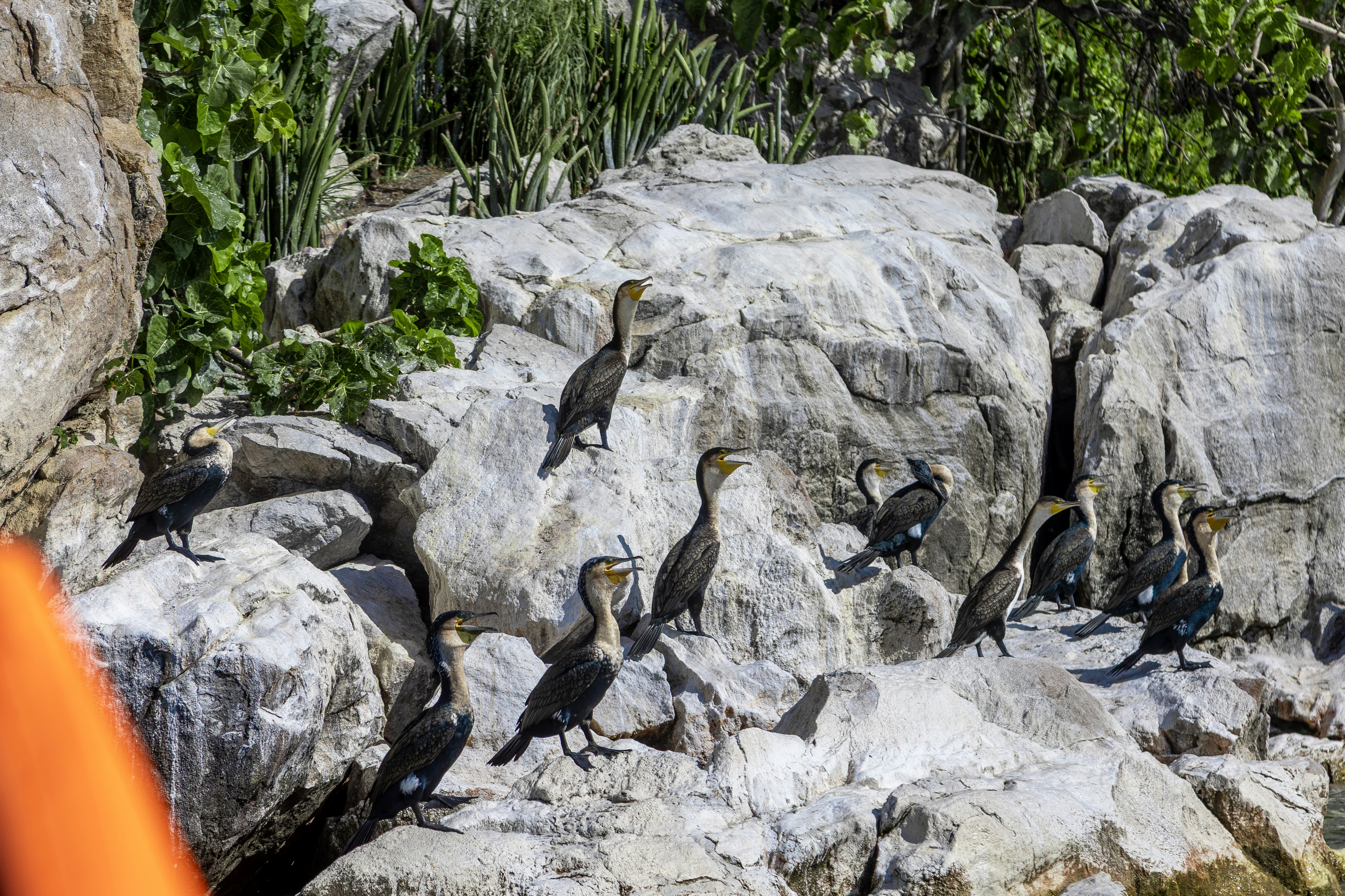 A Vlei of Cormorants Between Stones and Greenery