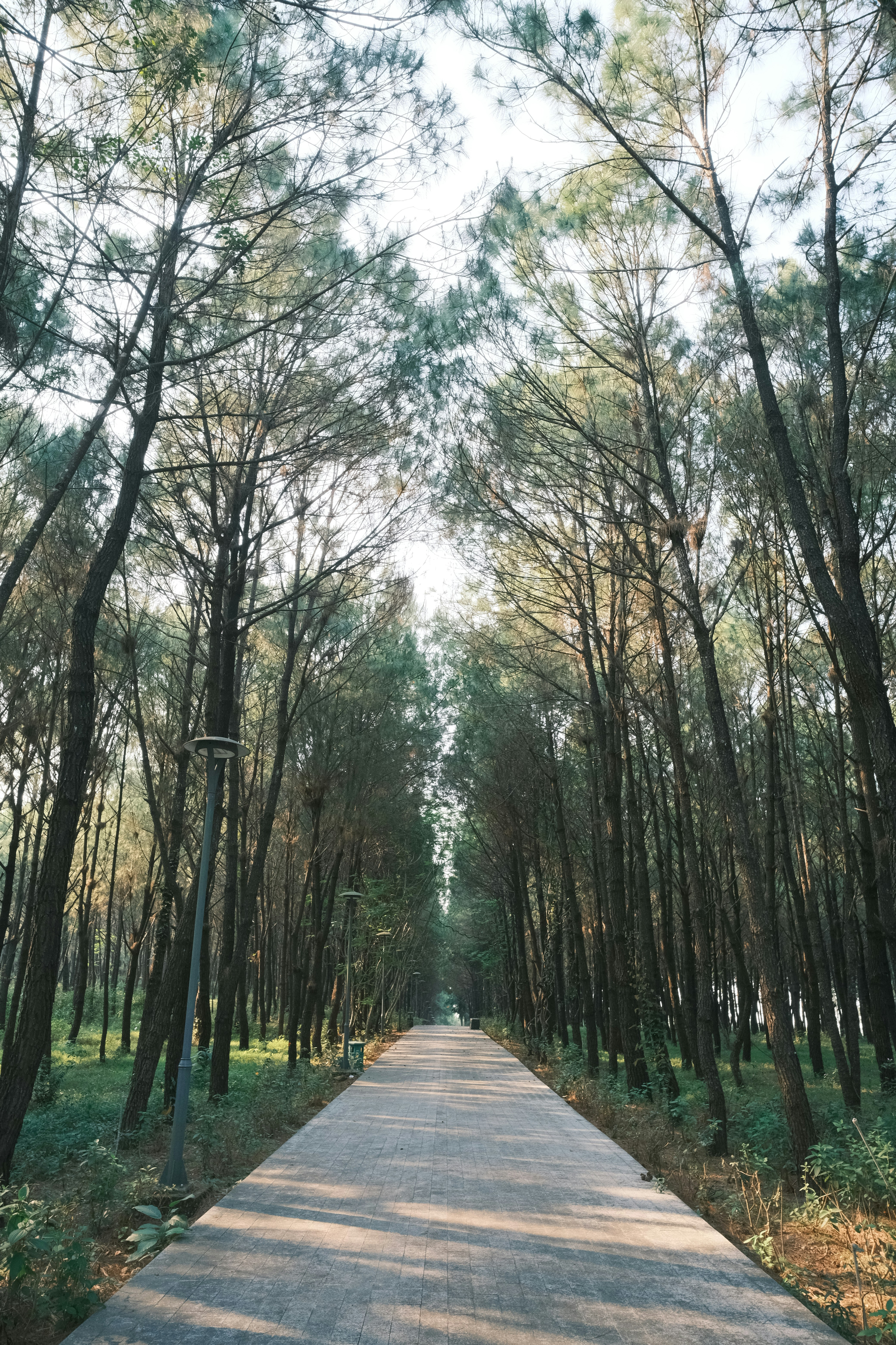 A Tree-Canopy Avenue: Sunlit Path Through a Symmetrical Forest Corridor