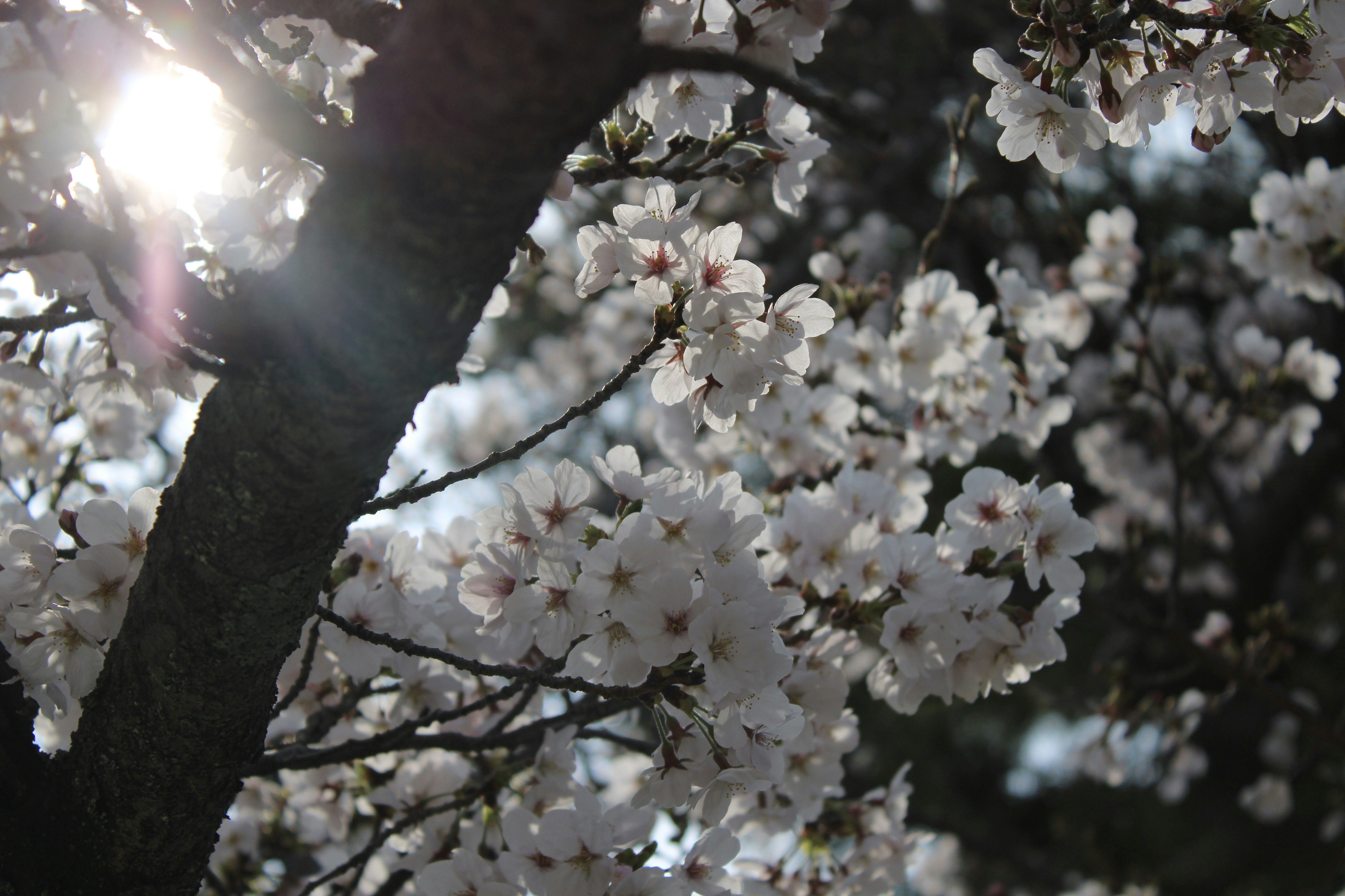 Sunlit Sakura Cascade Through a Luminous Crown