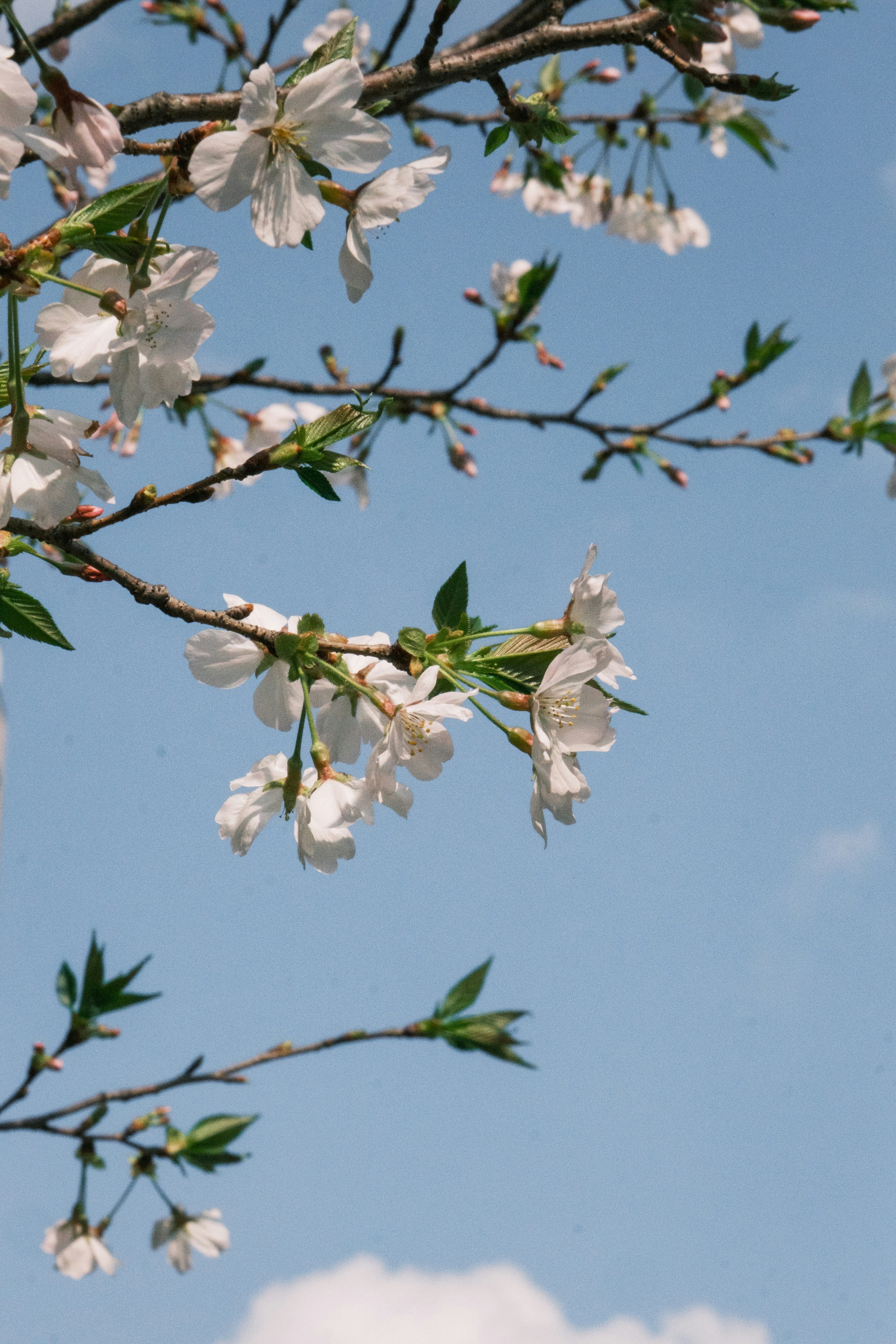 White Bloom Chorus on a Spring Sky