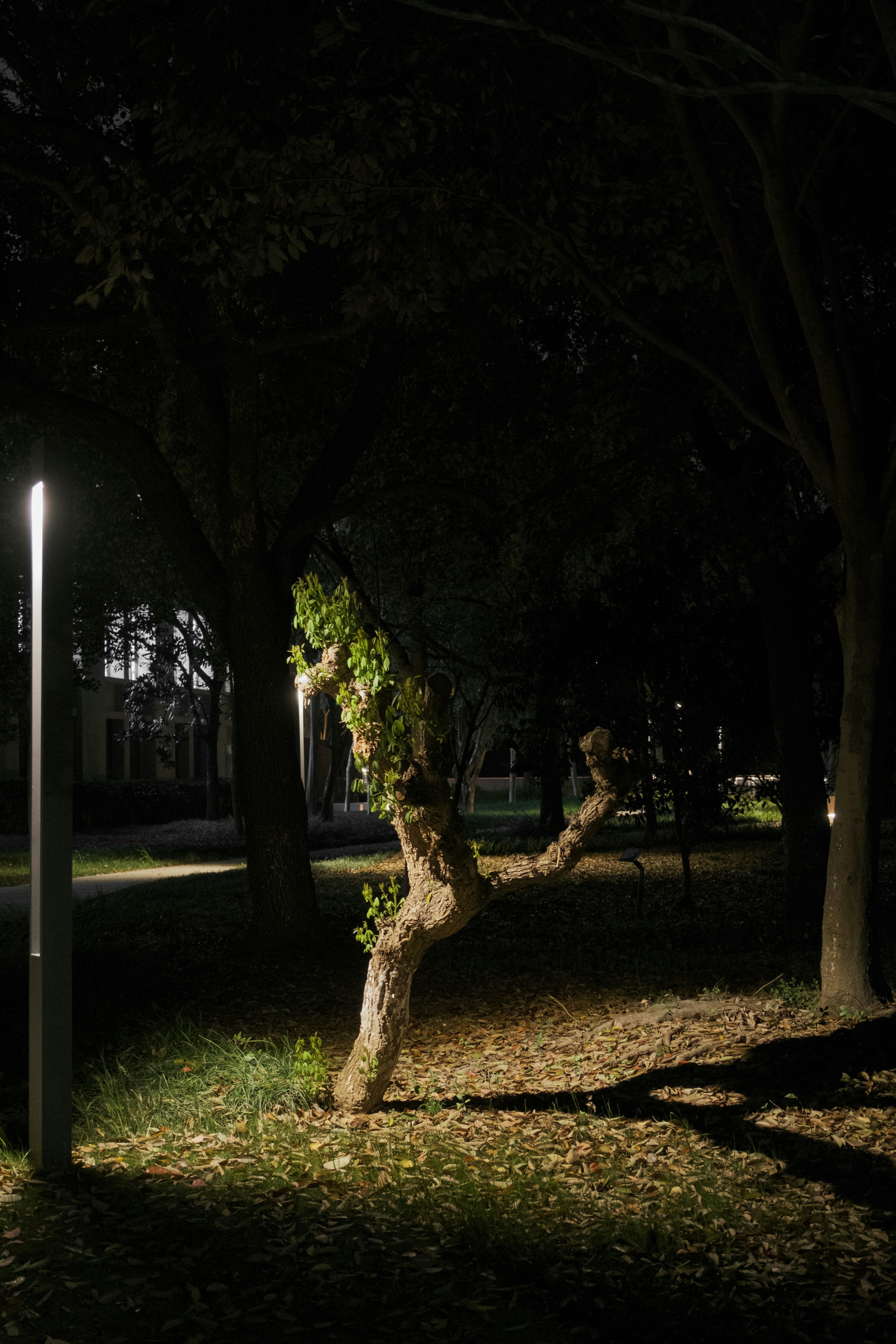 Moonlit Curve: The Quirky Tree Silhouette in a Quiet Park