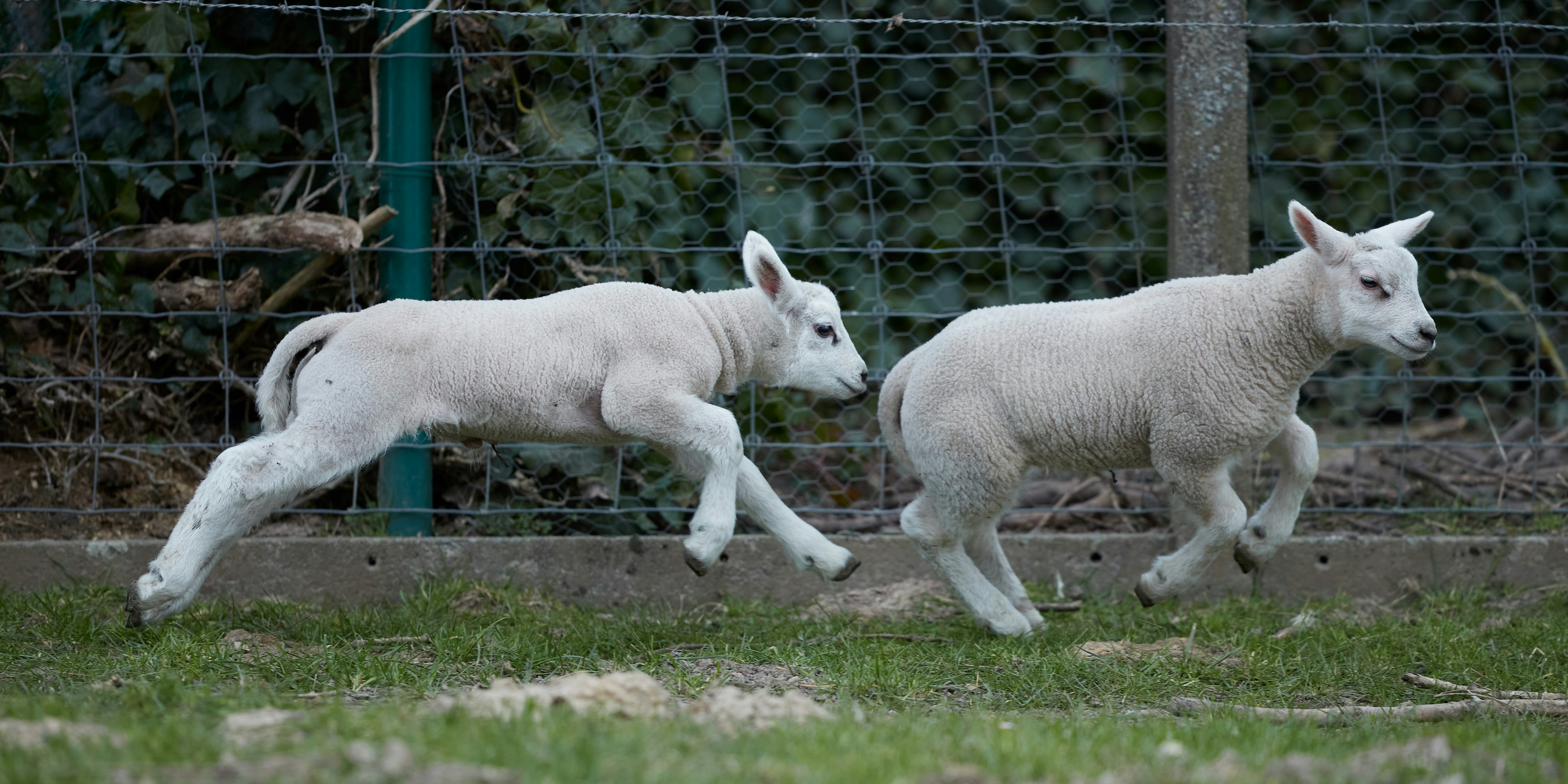 White Kids on the Run: Twin Lambs Dash Across the Grass