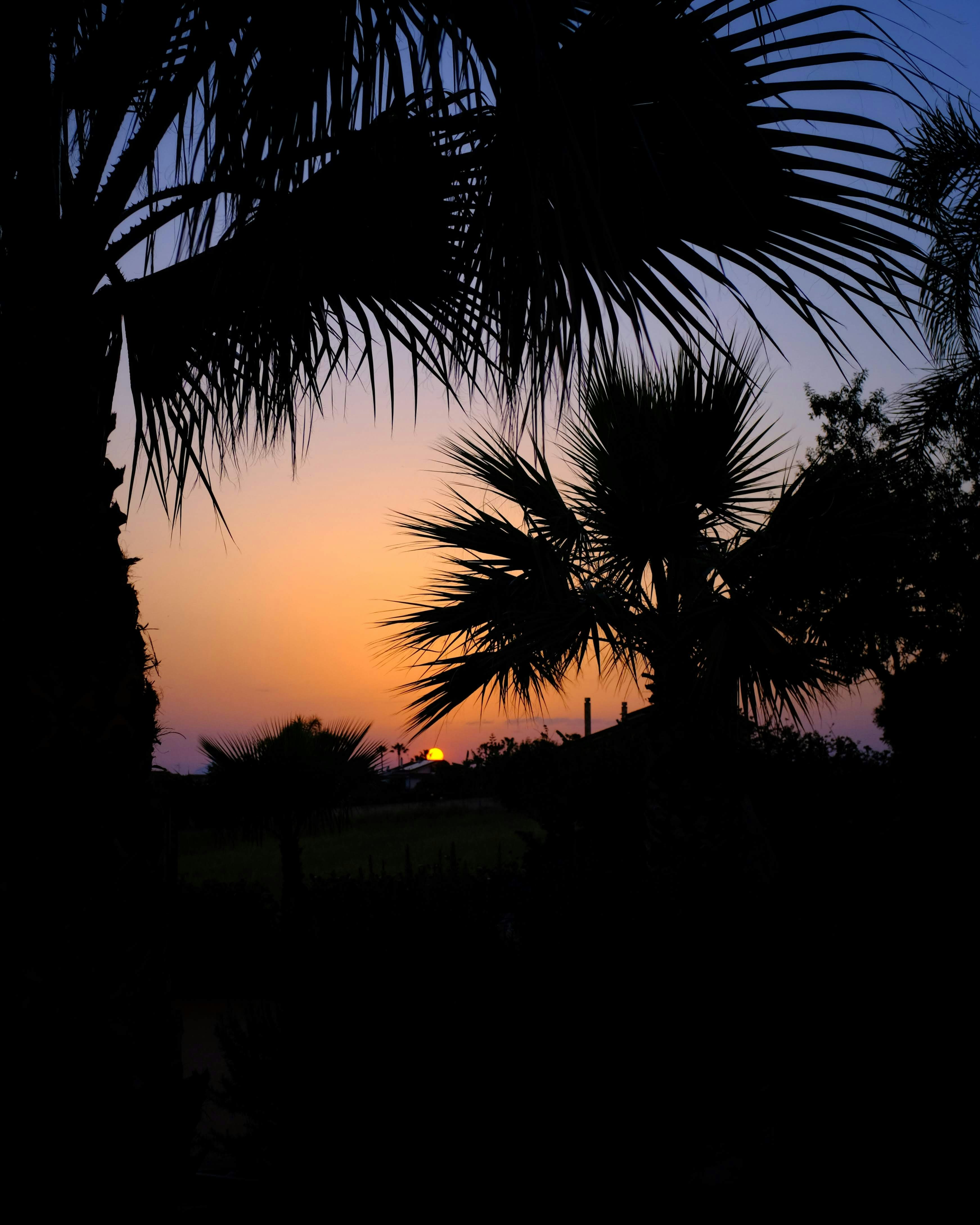 Silhouette Sunrise: Palm Fronds Framing a Quiet Horizon