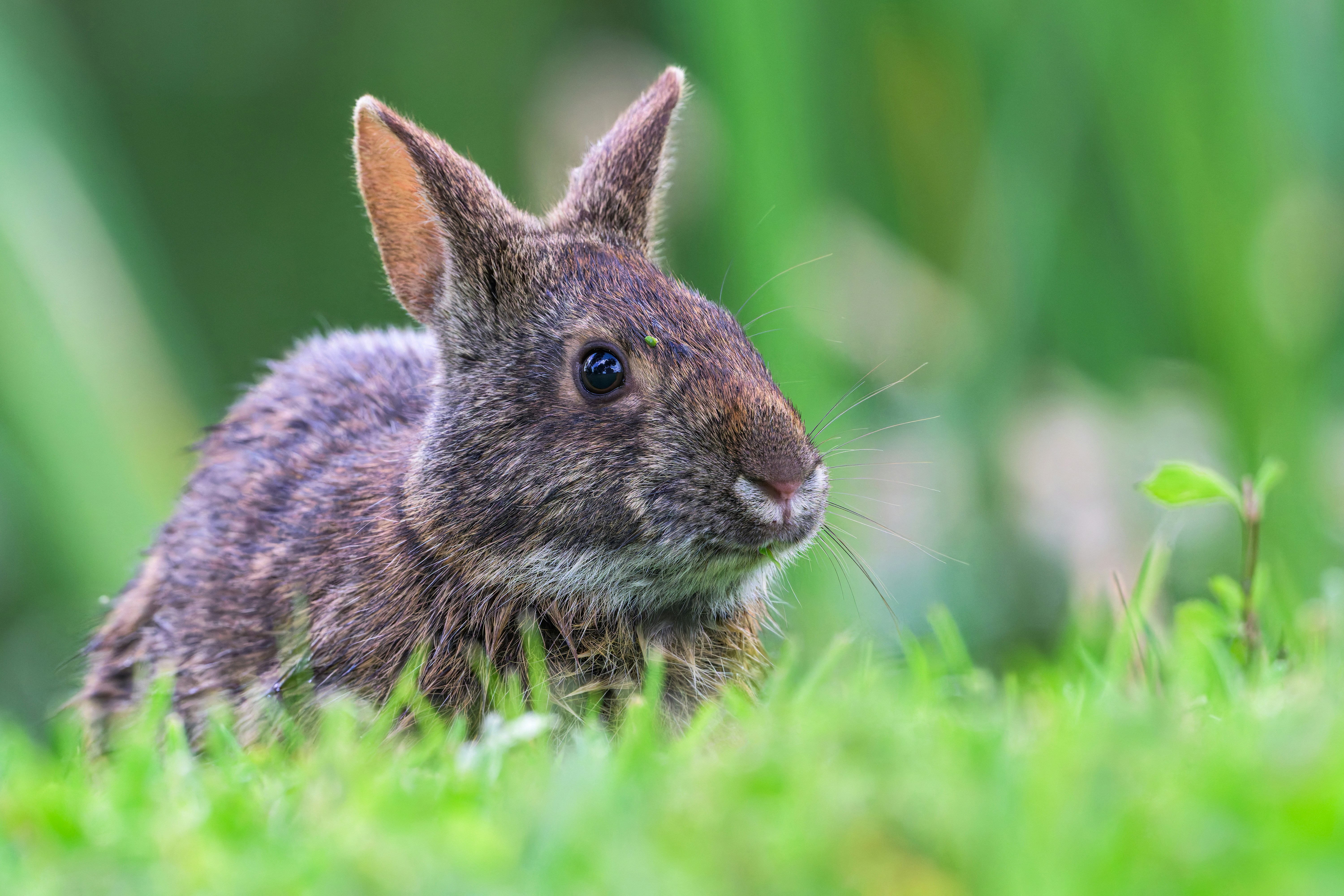 Emerald Meadow Glider: A Curious Rabbit Pauses in the Sunlit Field