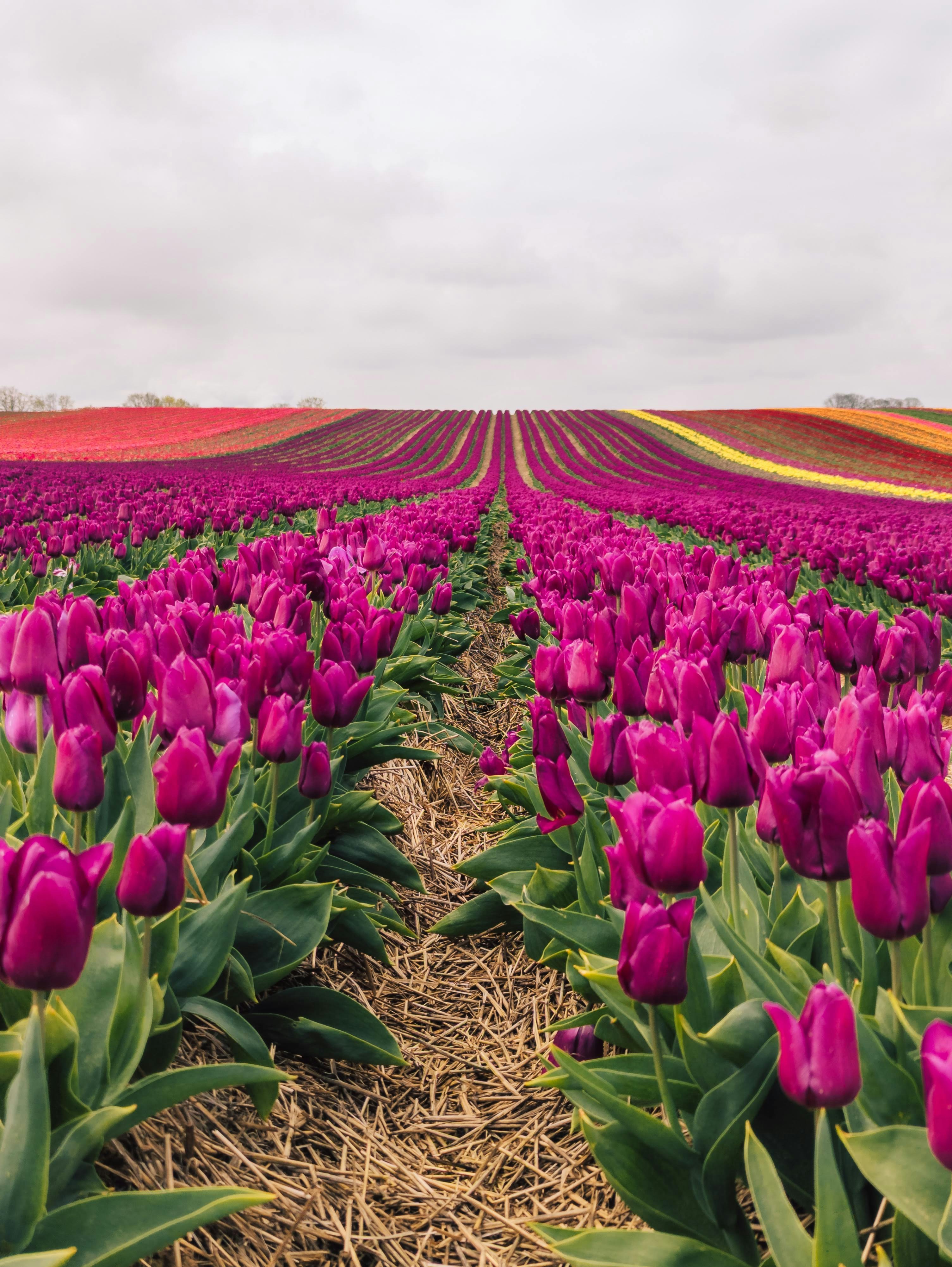 AVast Corridor of Magenta Tulips Reaching Toward a Cloudy Horizon
