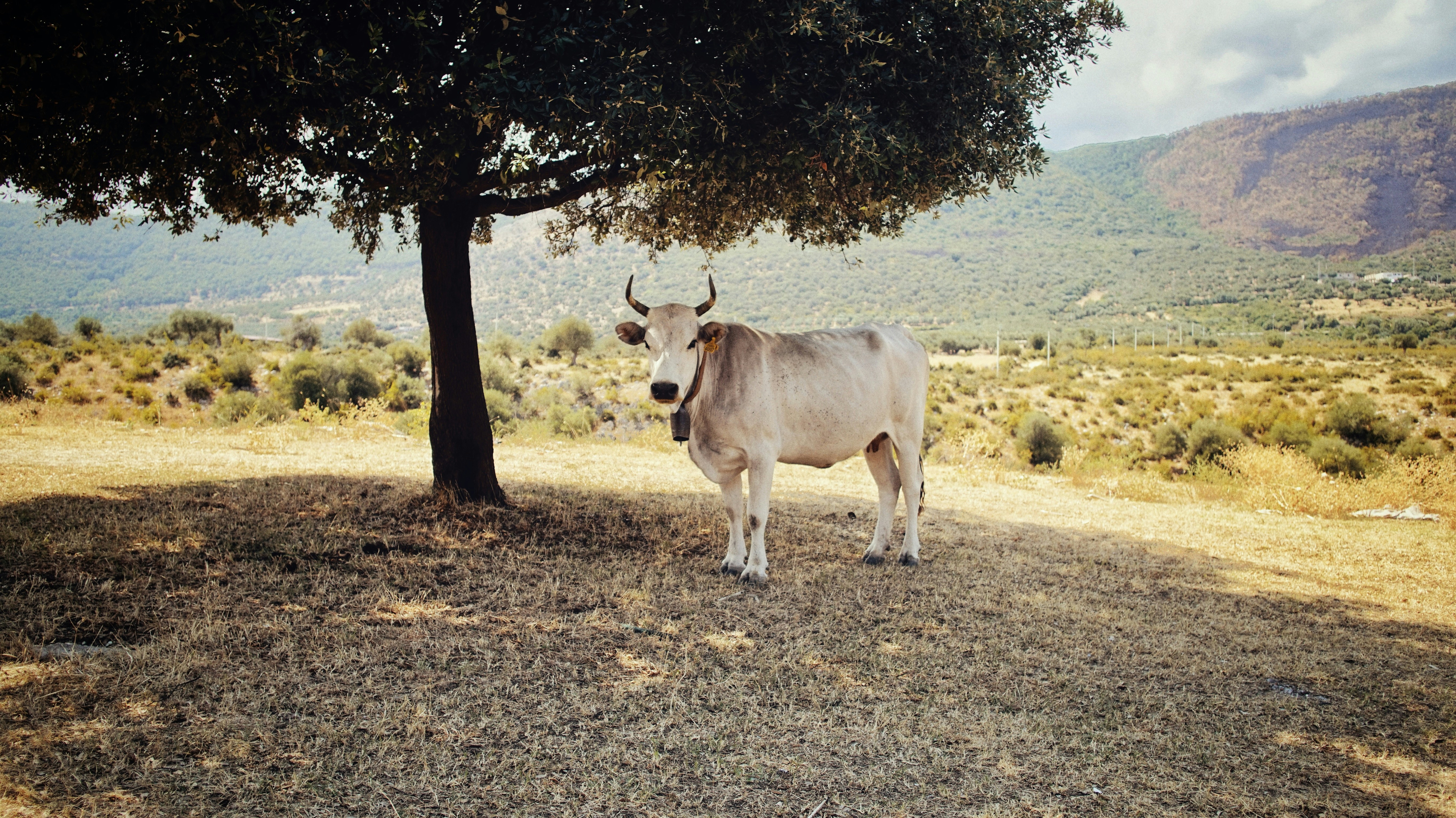 Cattle under a Shade Tree in a Desert- scrub Landscape
