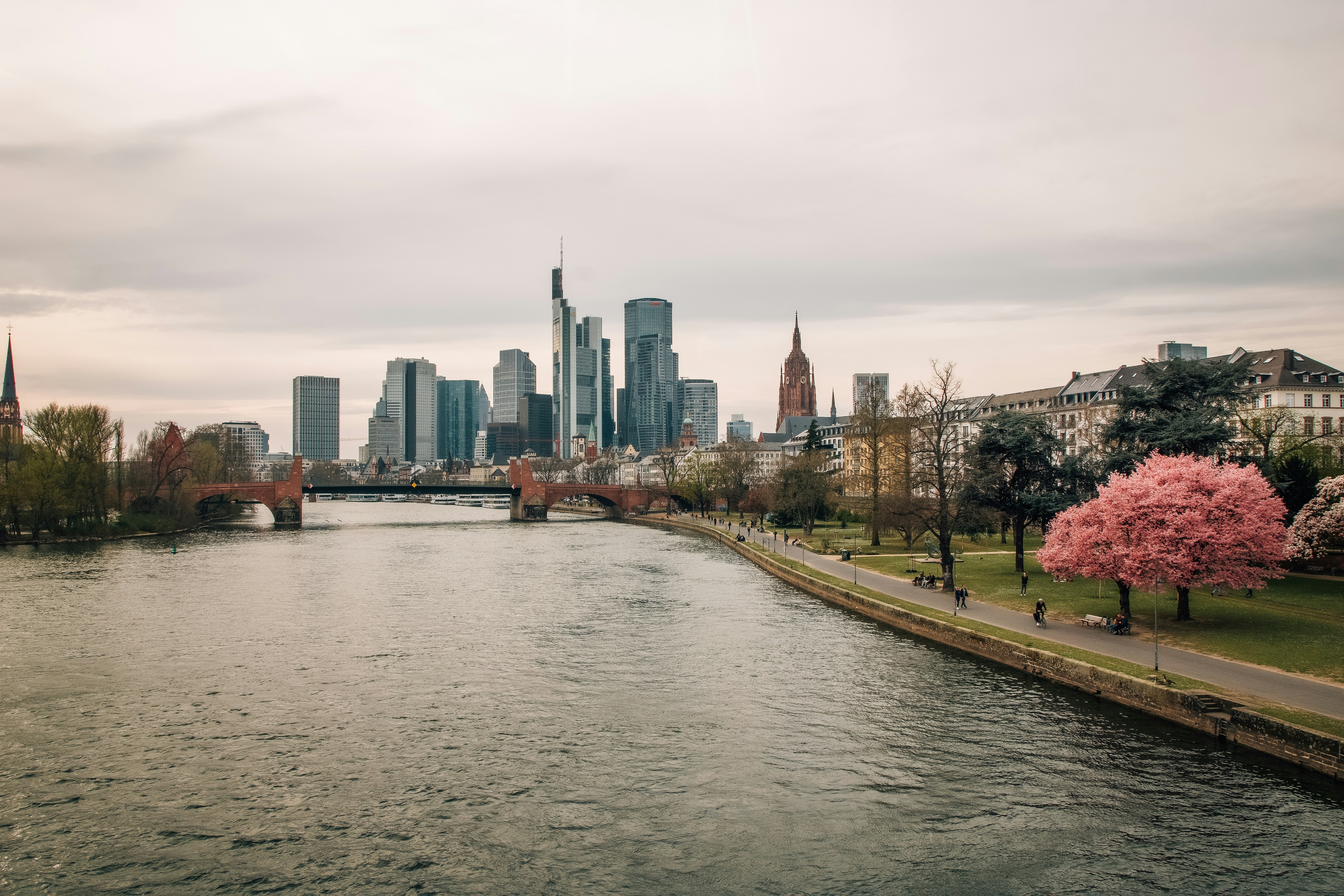 Spring Riverside Wake: Frankfurt Skyline Beneath Blossoms