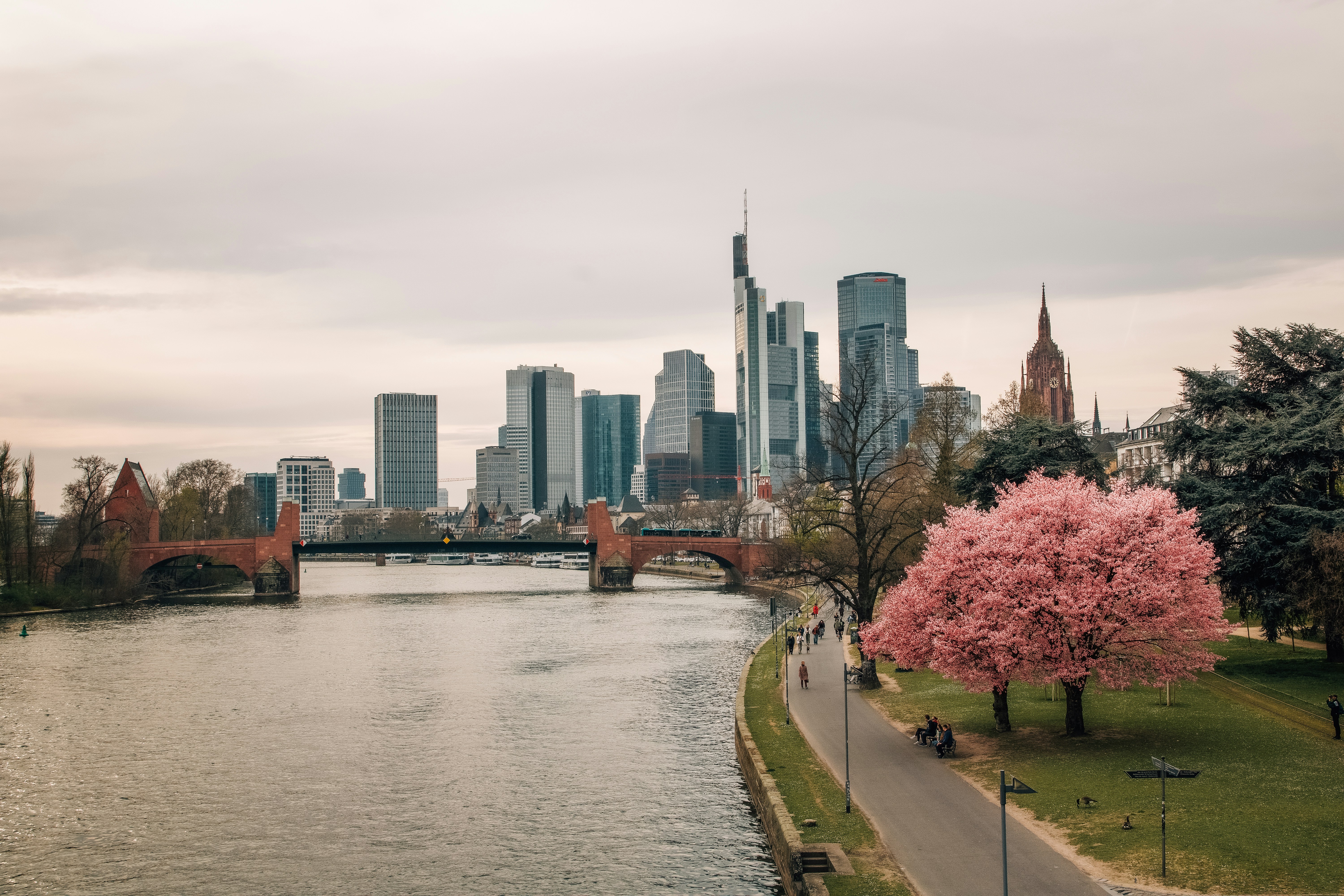 Spring Riverside: Cherry Bloom by the Skyline