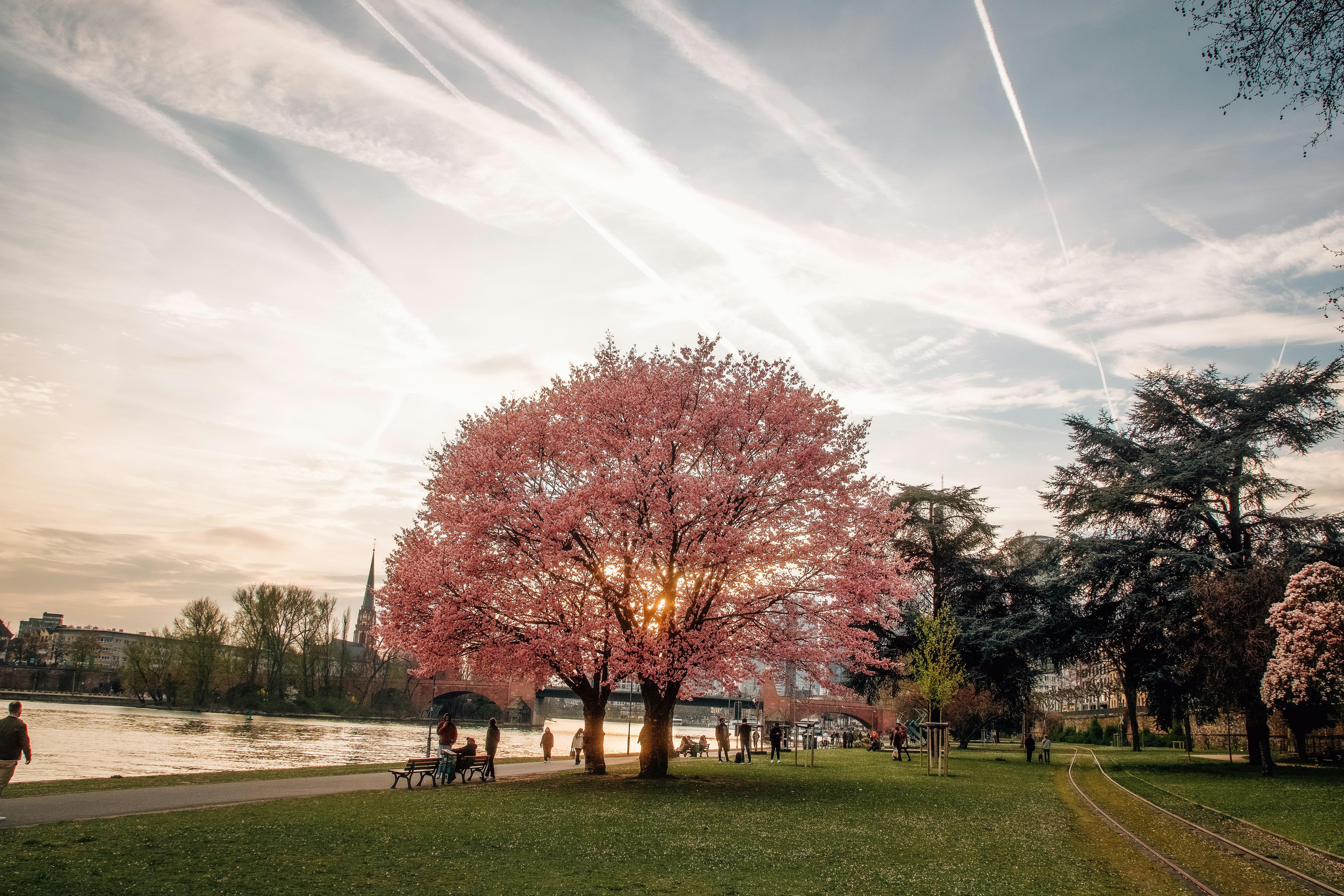 Sunlit Cherry Blossom Canopy Over a Tranquil Park Path
