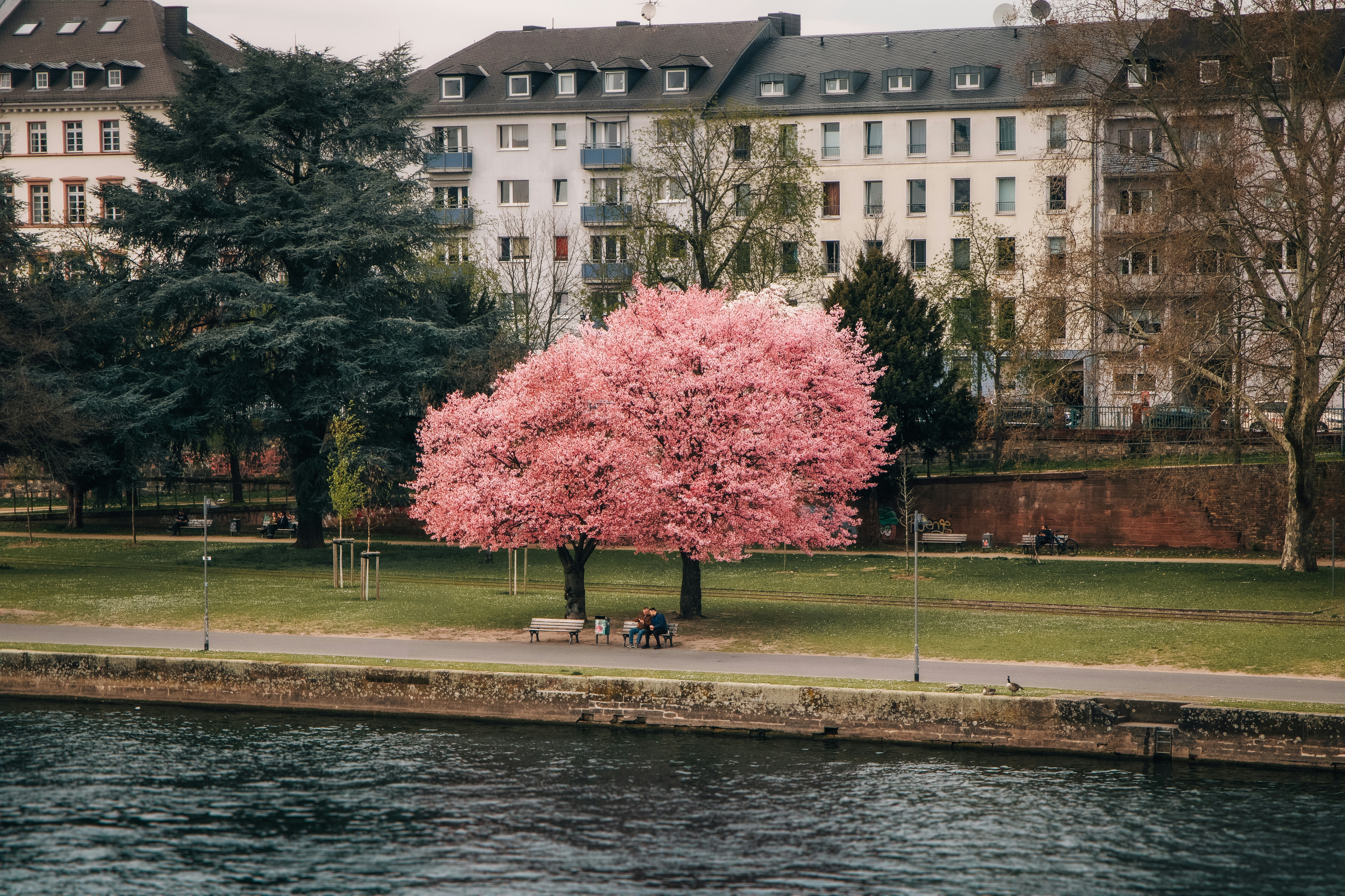 Pink Blossom Island: a lone cherry tree in bloom beside a riverfront