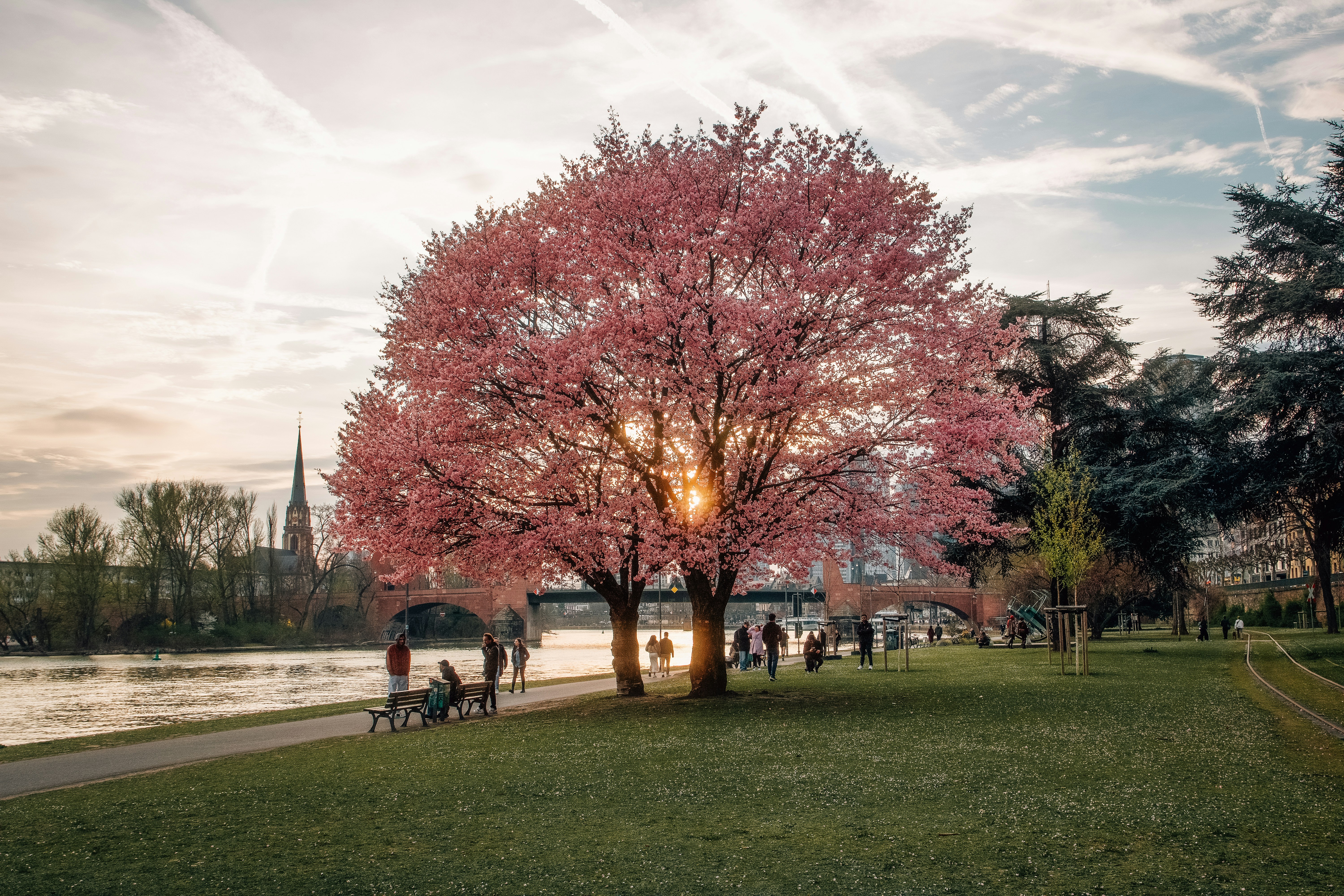 Blossoming Riverside at Golden Hour
