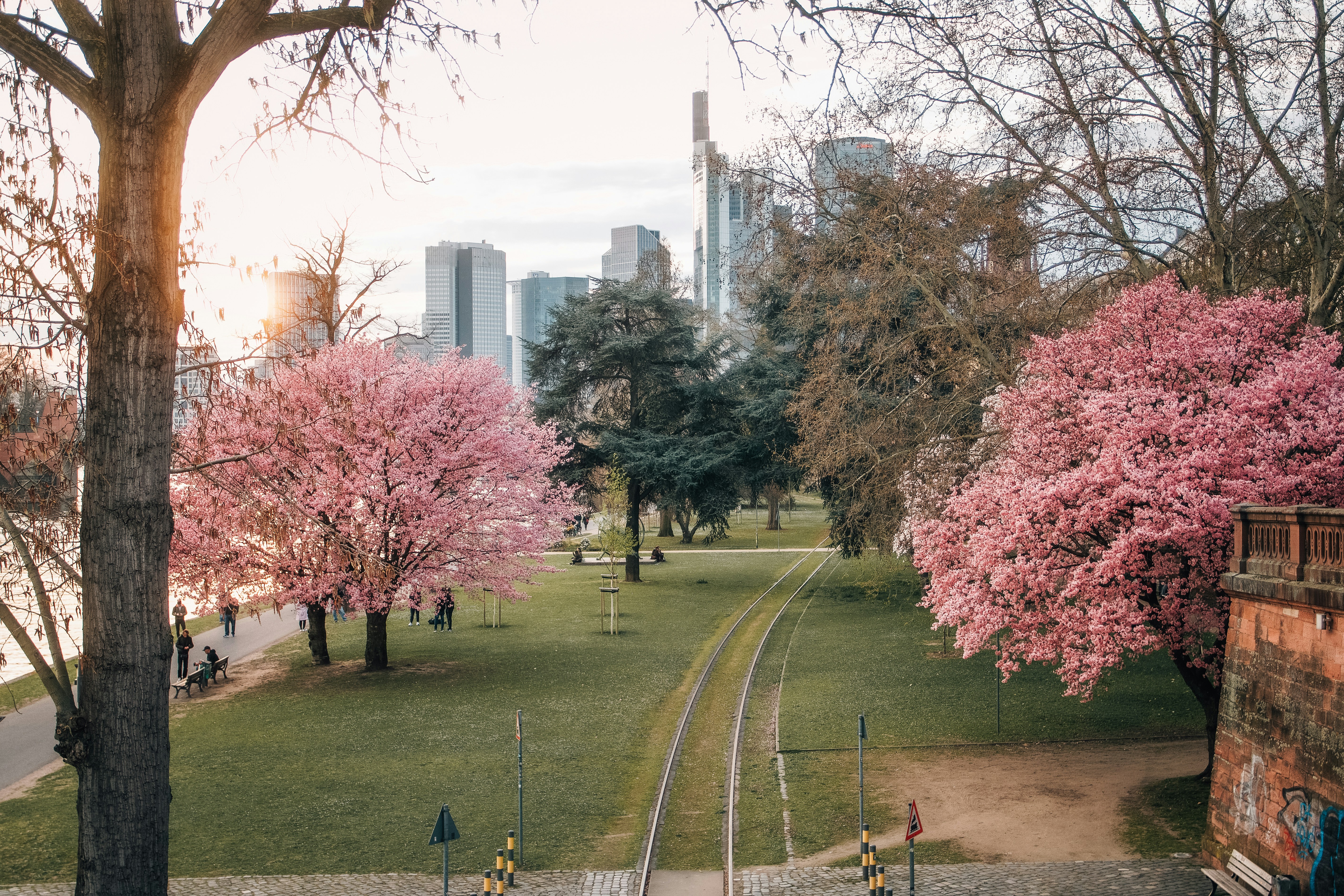 Spring Trunked Avenue: Pink Blossoms Framing a City Loop