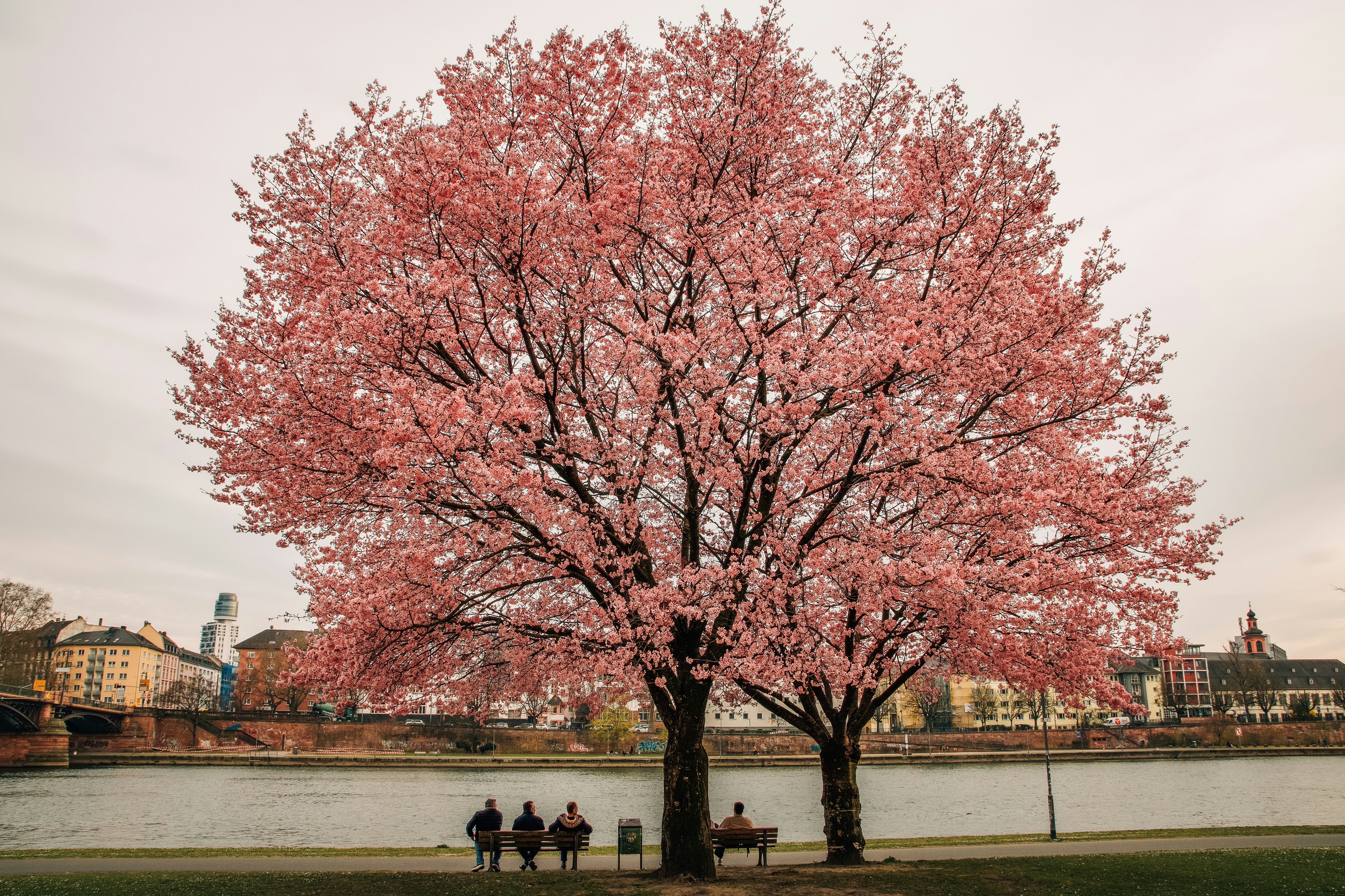 Blossoms by the River: A Pink-Flowered Moment Above the Quiet Benches