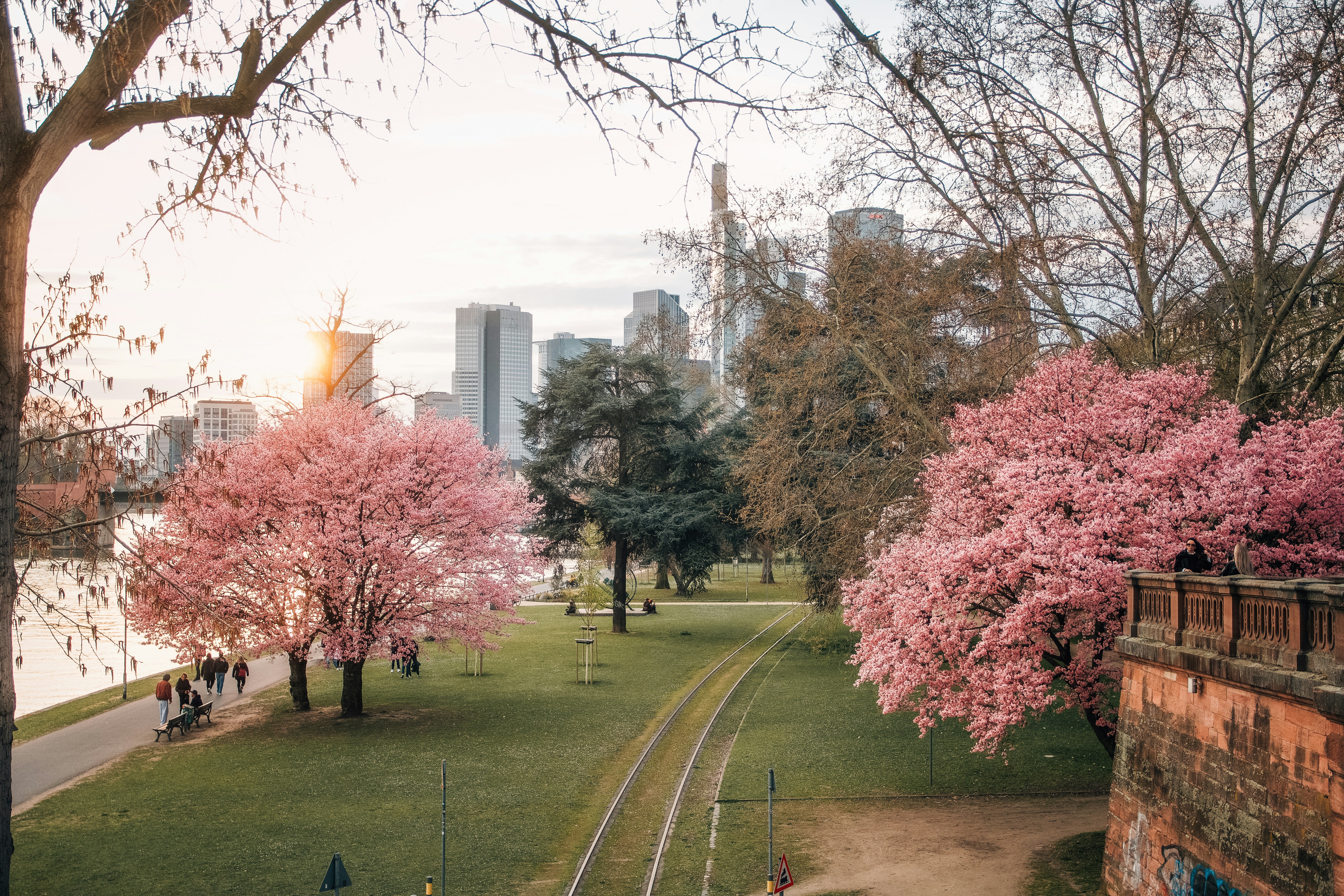 Cherry Blossom Boulevard Overlooking the City