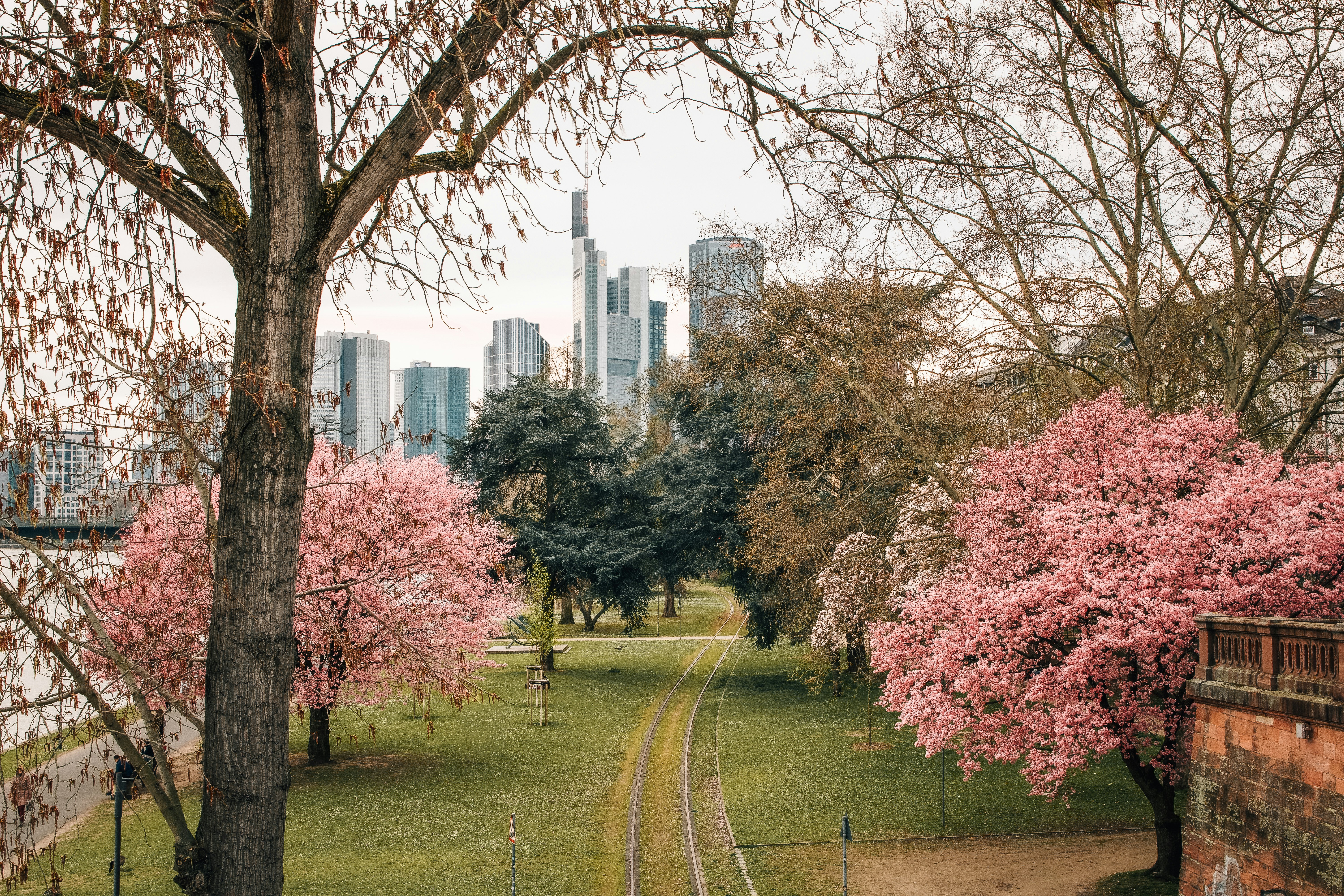 Cherry-lined rails toward a distant city