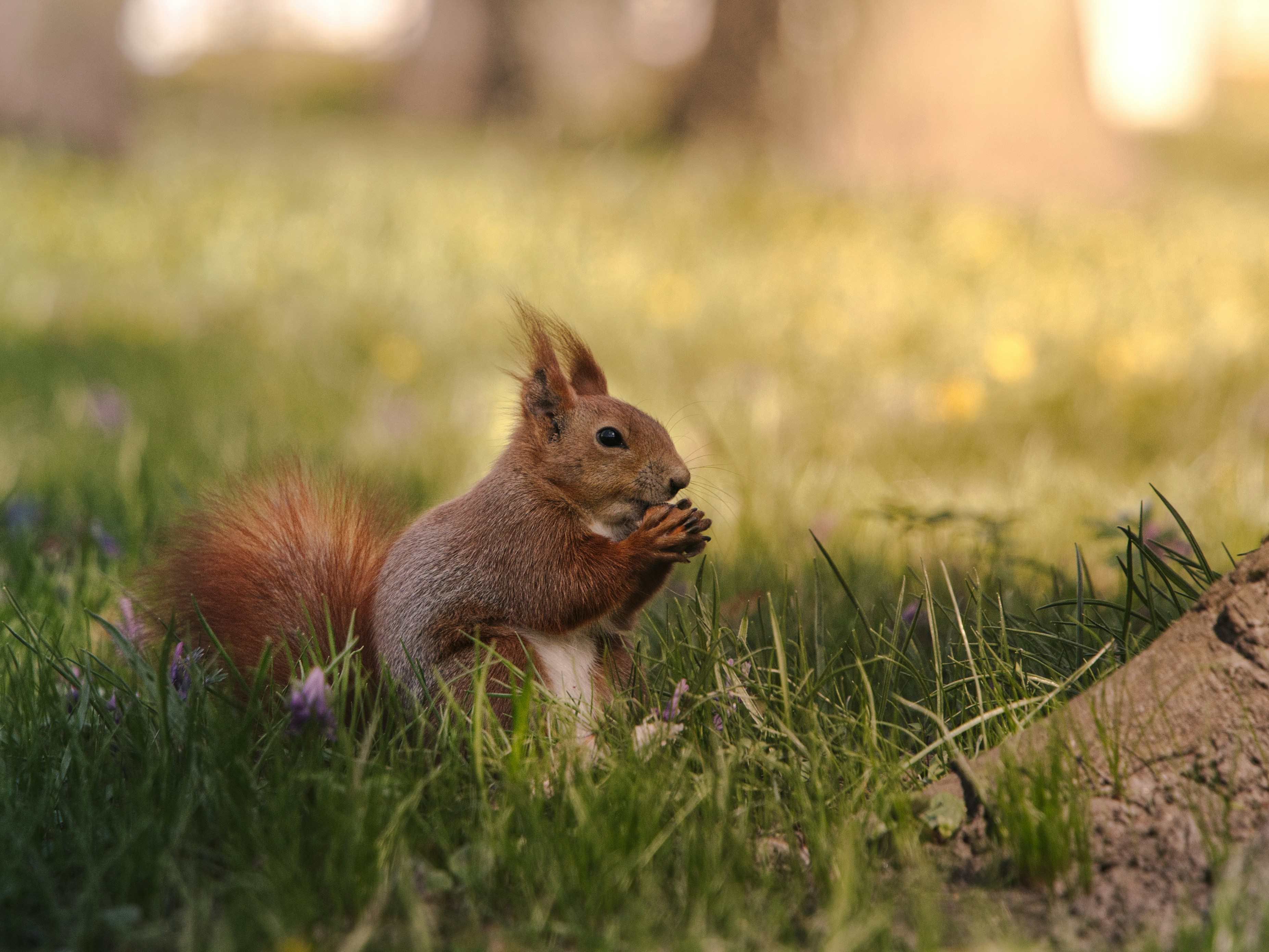 Nutritious Pause: A Squirrel Haplessly Beside the Buried Tree Root