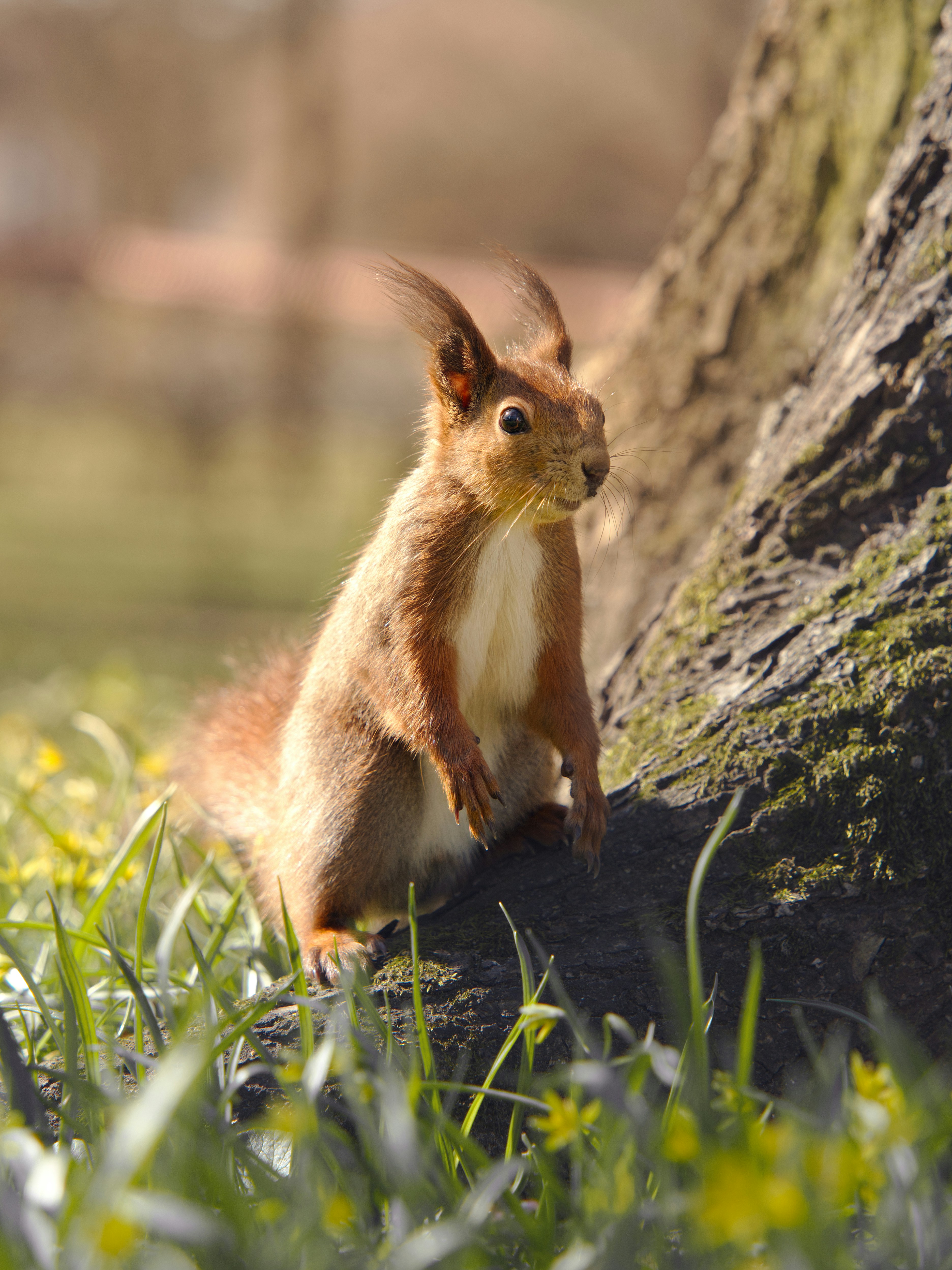 Eastern Grey Squirrel Stance by the Tree Trunk at Dappled Fork