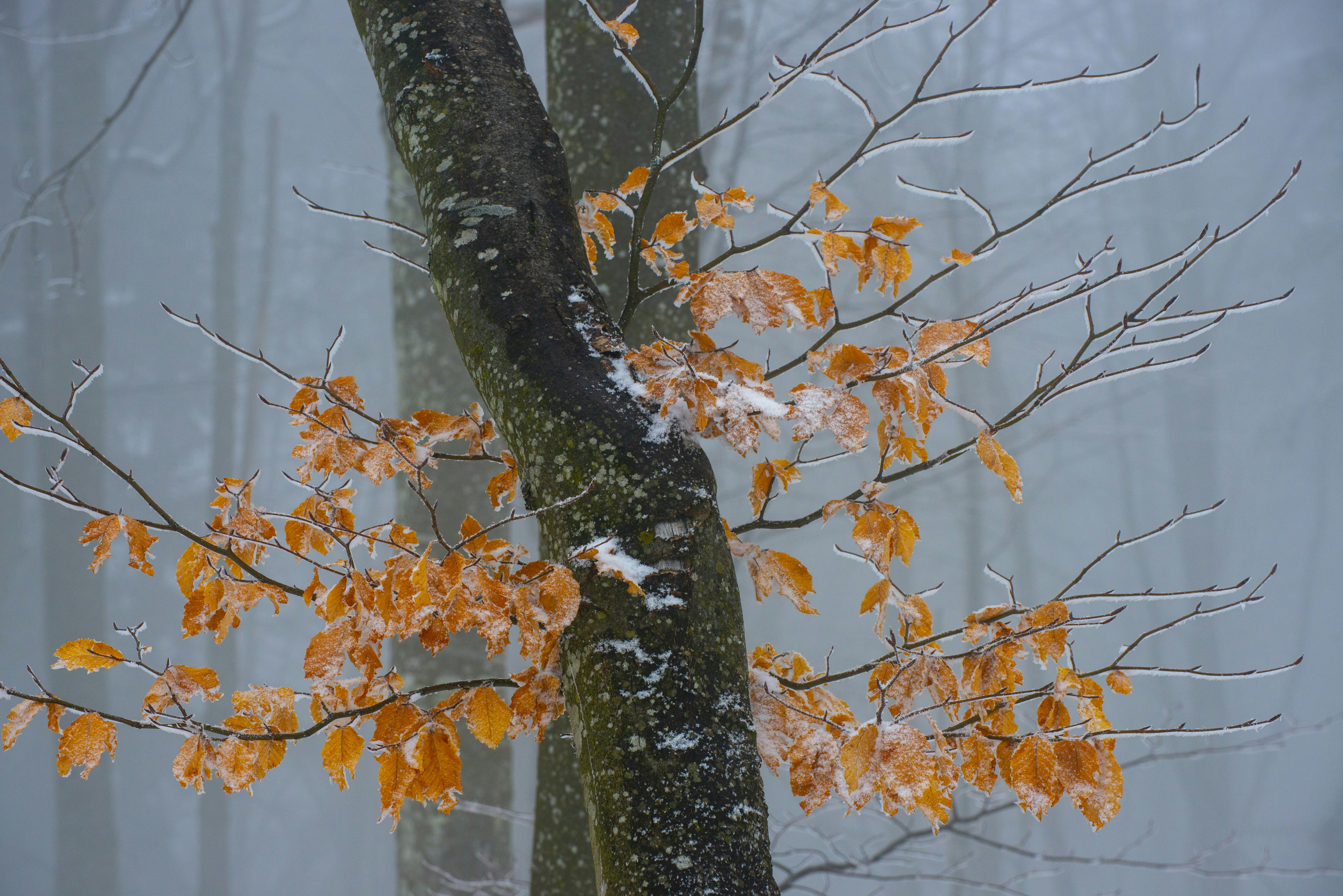 Autumn Coral on a Frosted Trunk