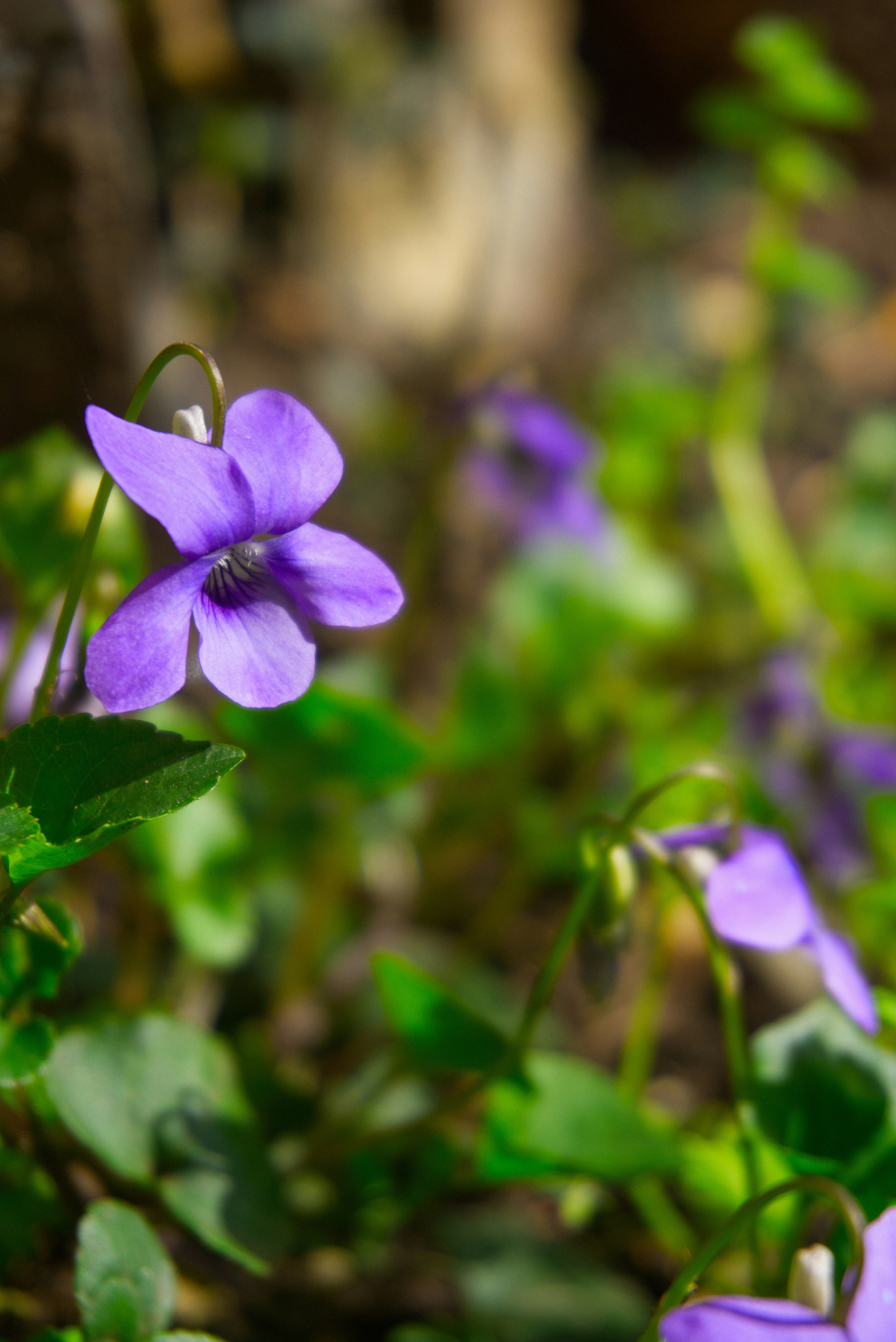 Violet Bellflower in Soft Focus Garden
