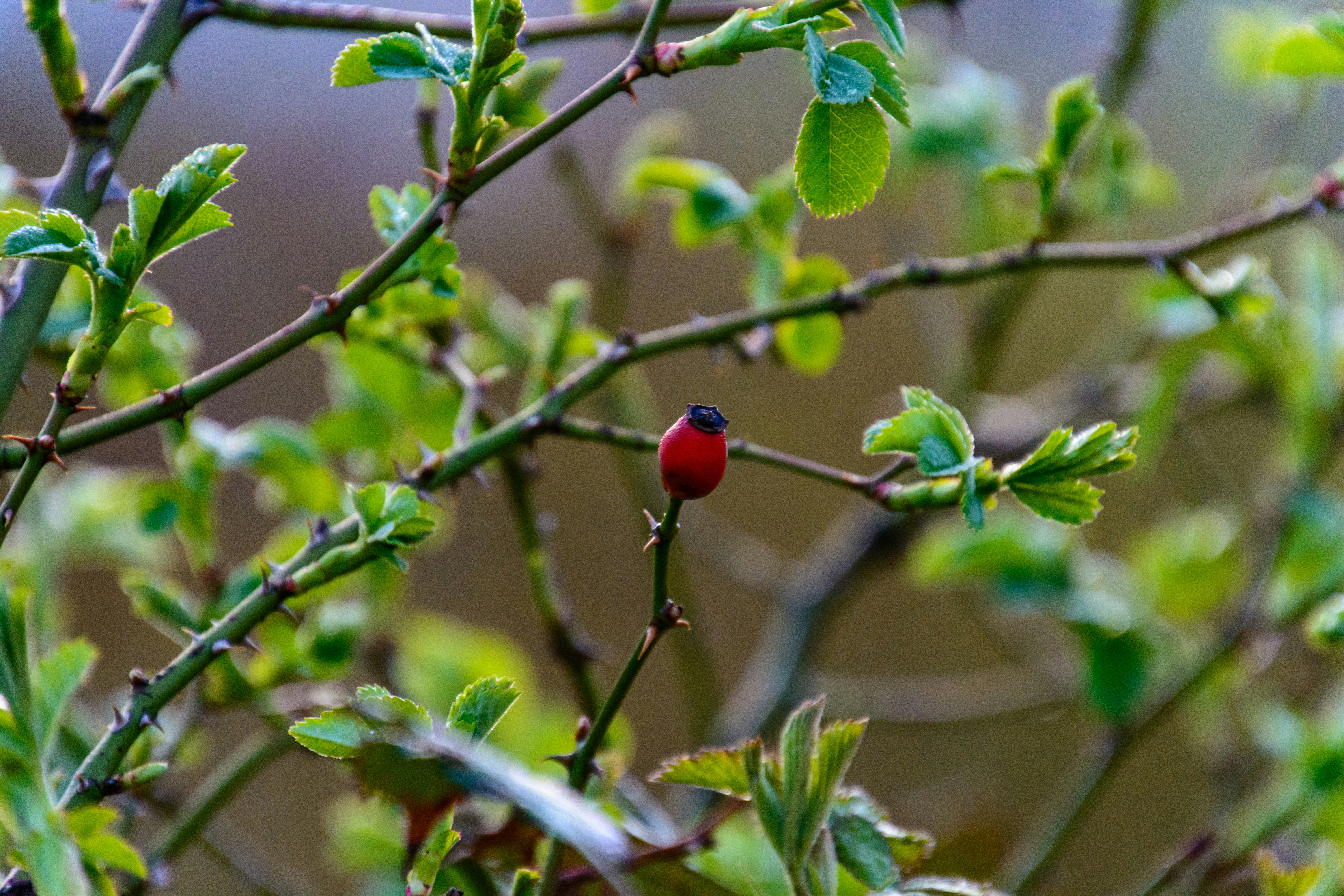 Single Red Berry Amid Greenery: A Quiet Garden Moment