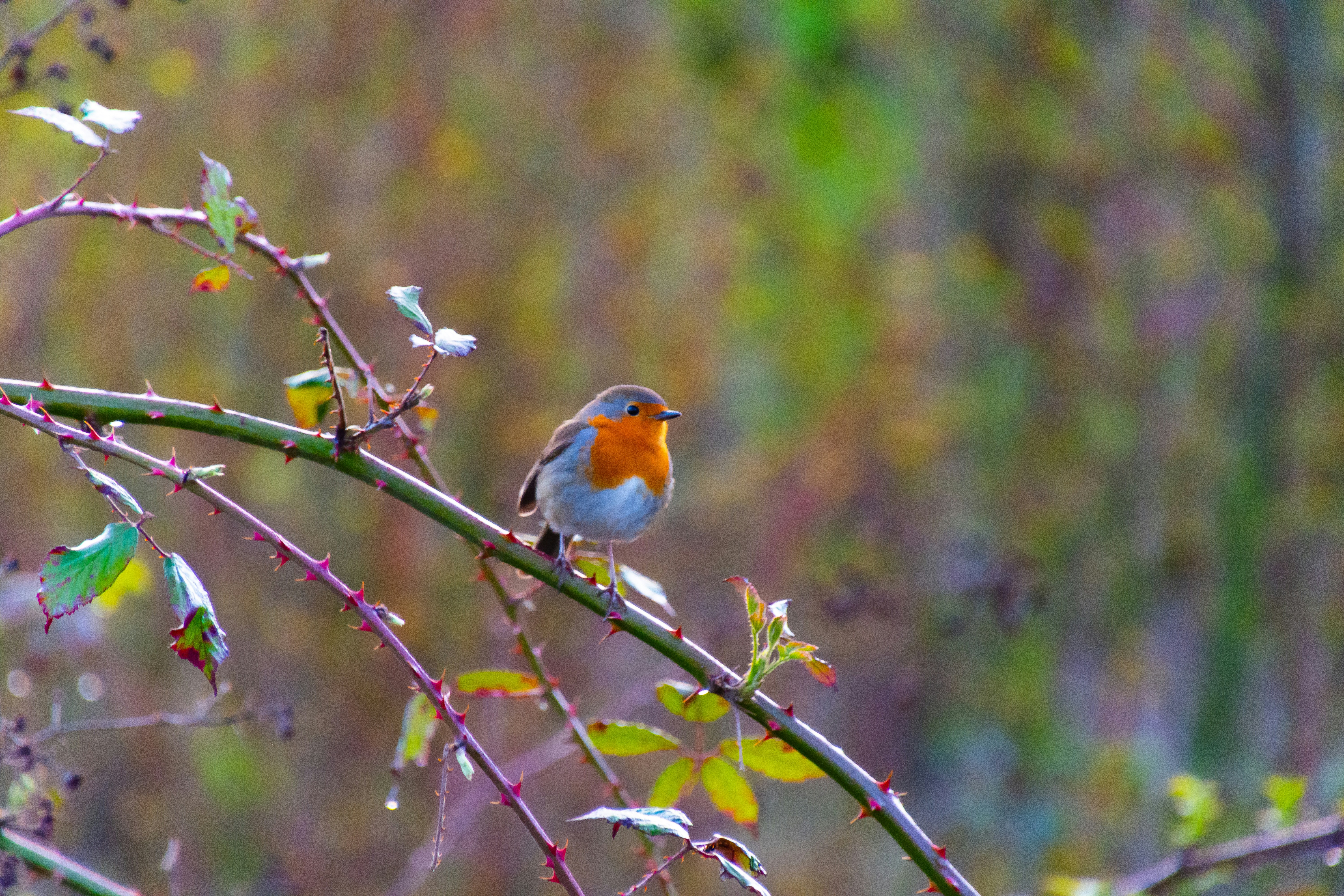 Robin on a Curved Thorn: A Quiet Moment in Autumn Light