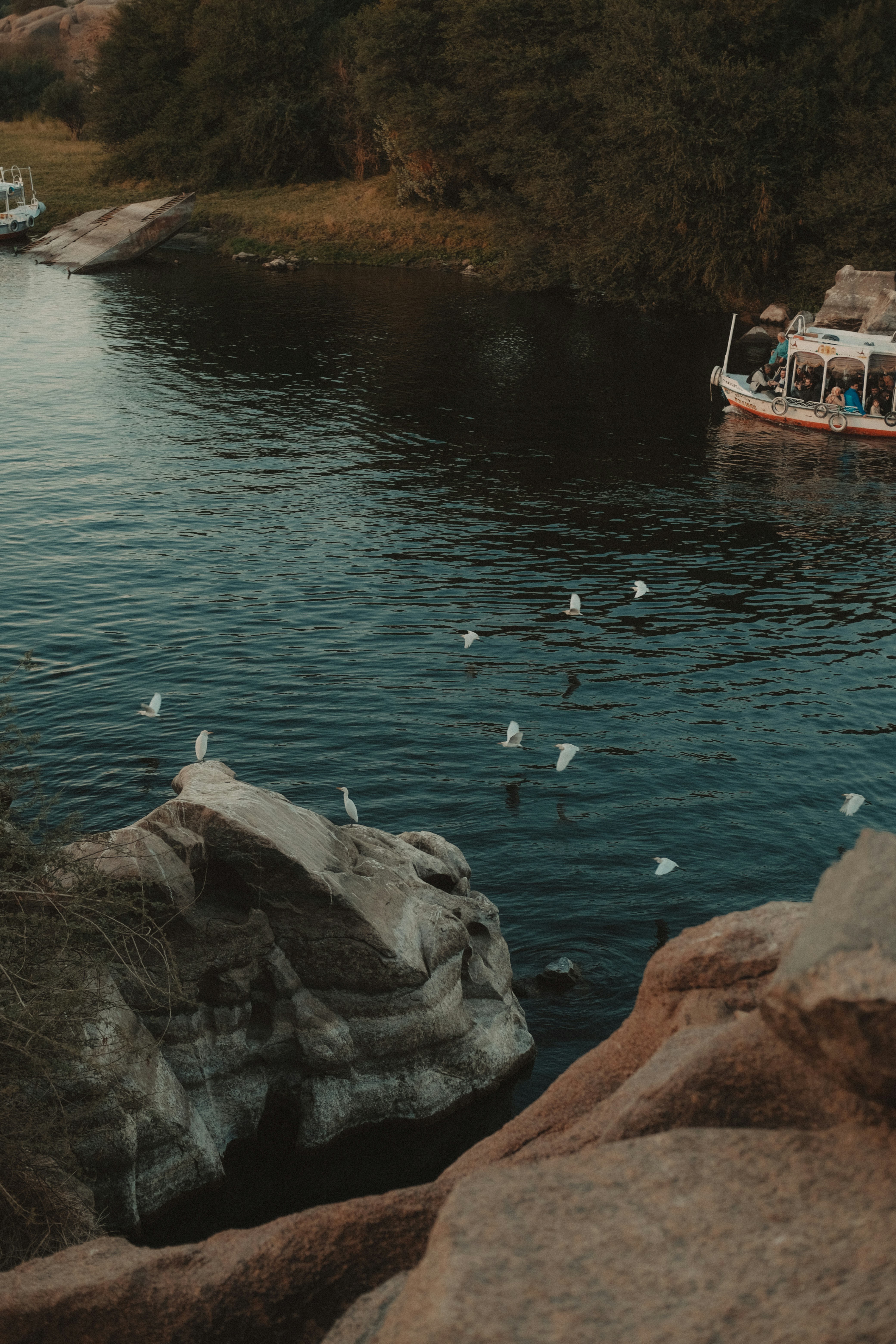 River Arc: Seabirds in Calm Waters by a Rock-Touched Bank