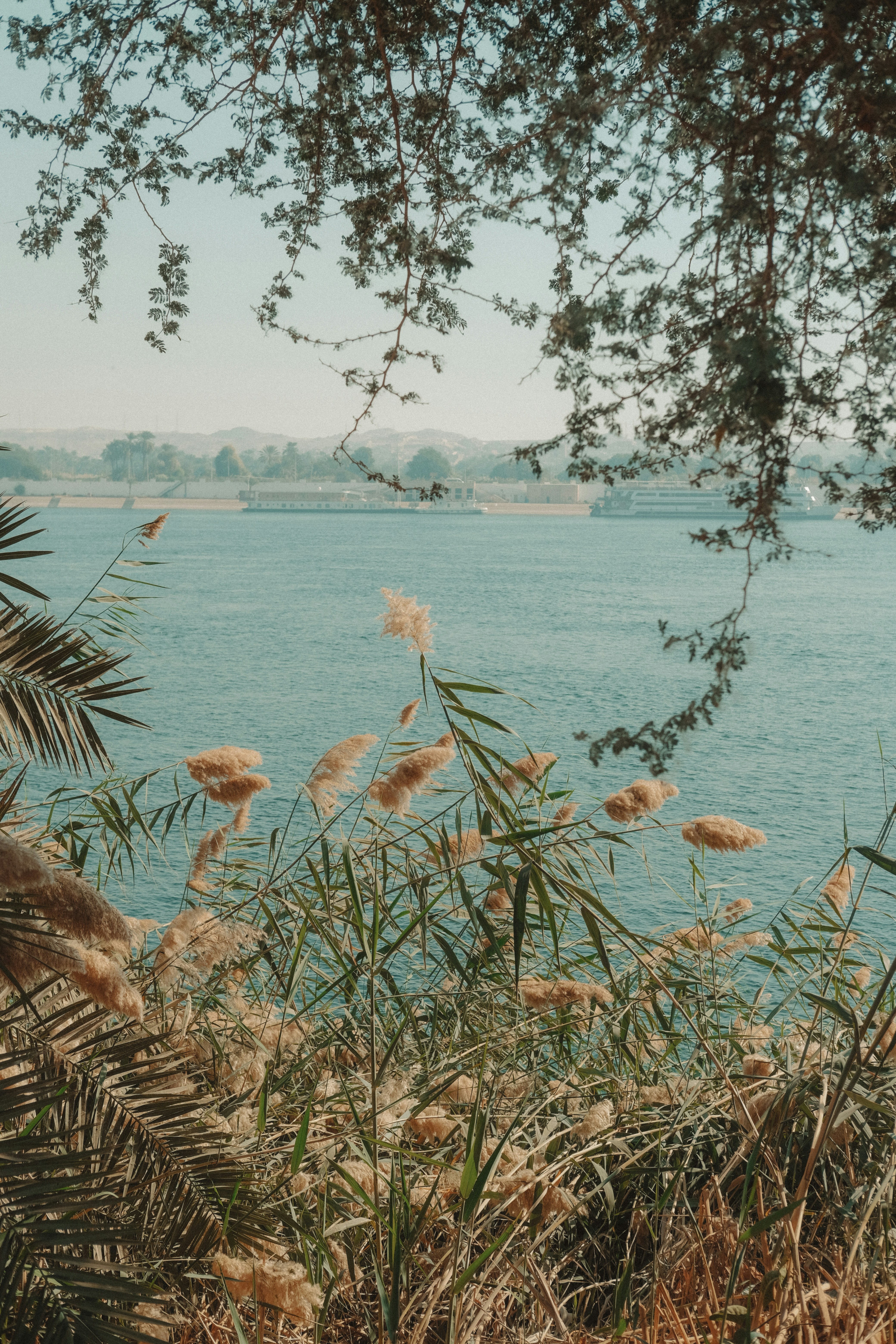 Overlook by the Water: Reeds Framing a Distant Harbor
