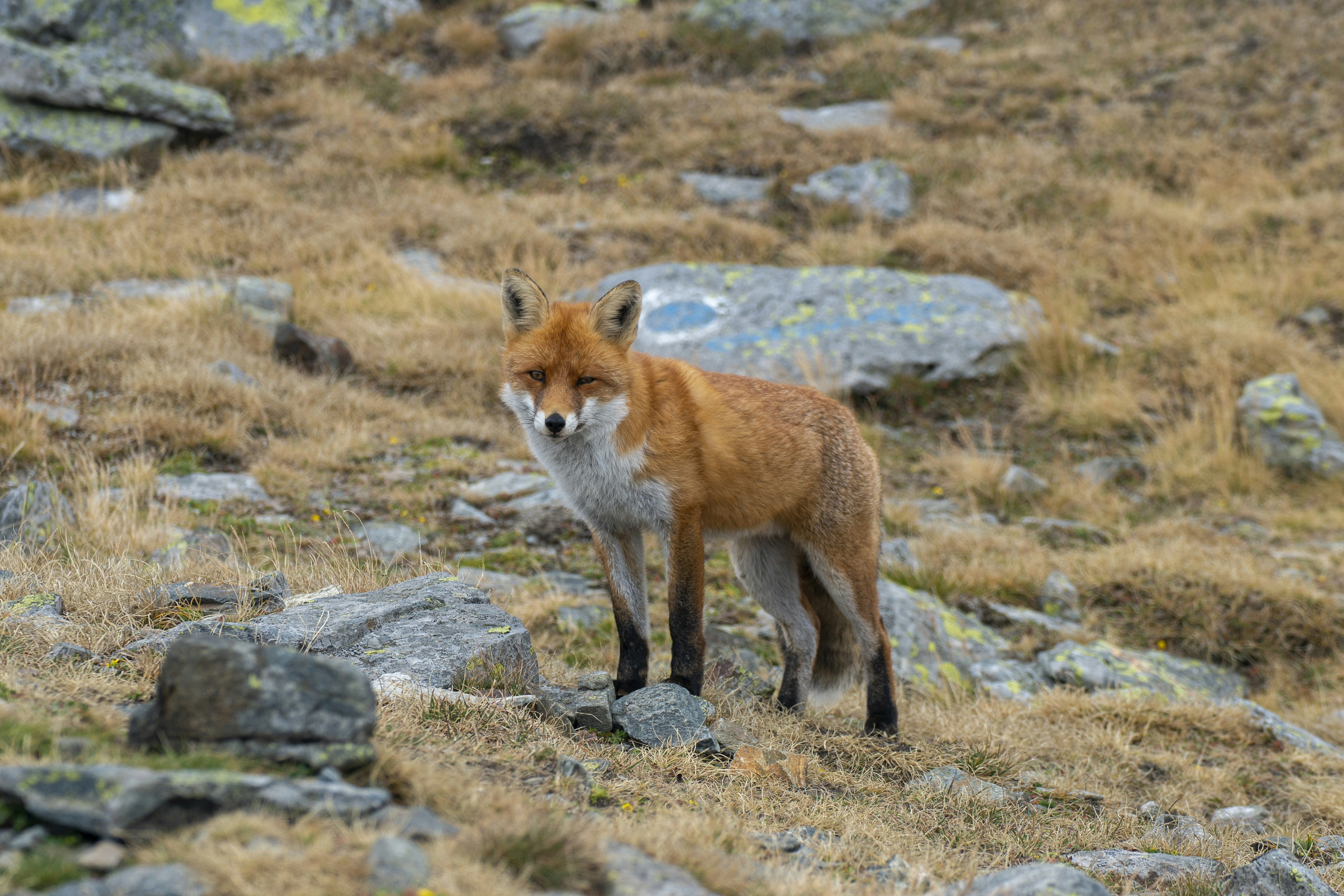 Highland Fox in Pebble Moor