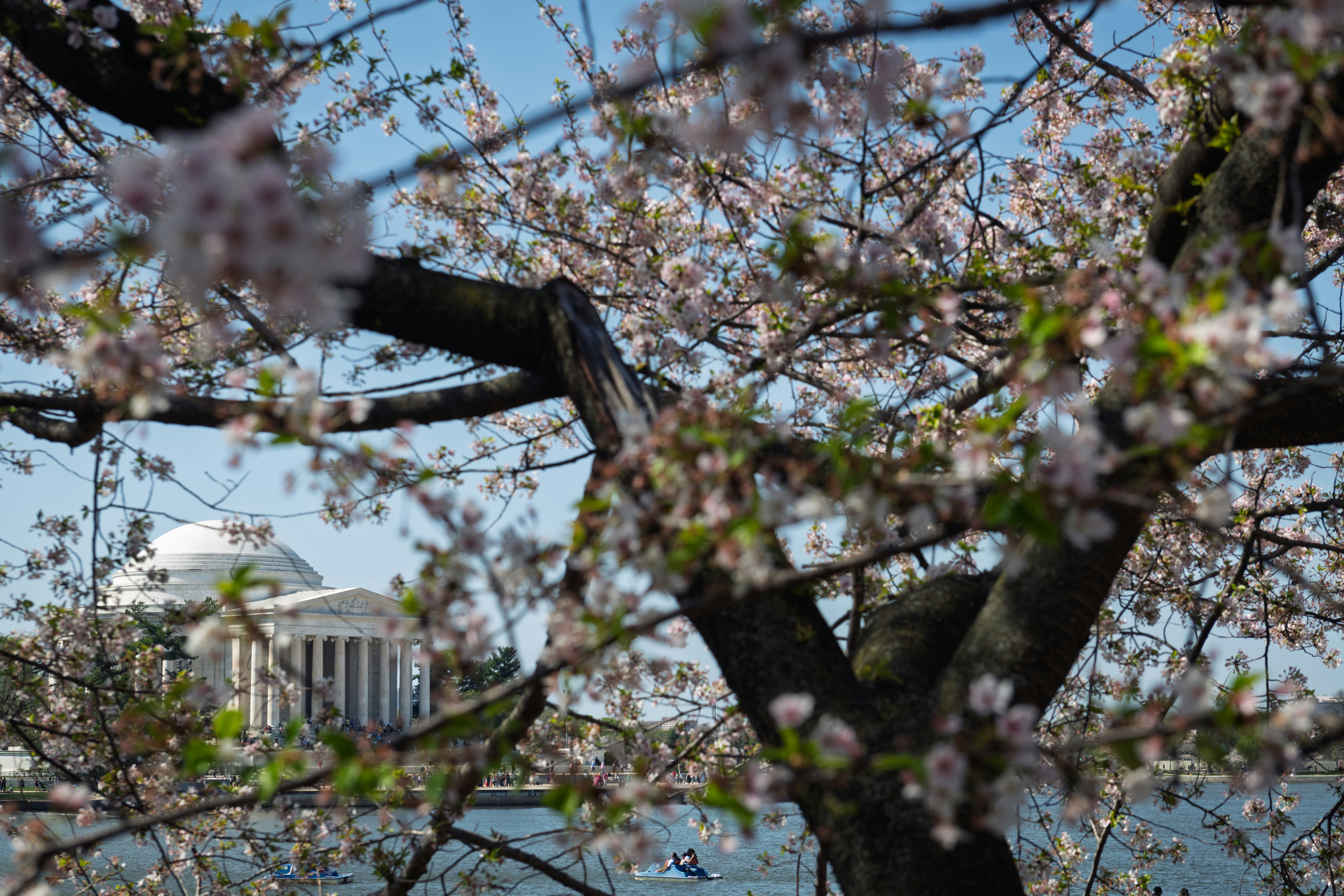 Blossoms Framing the Capitol: A Spring View Through Tree Branches