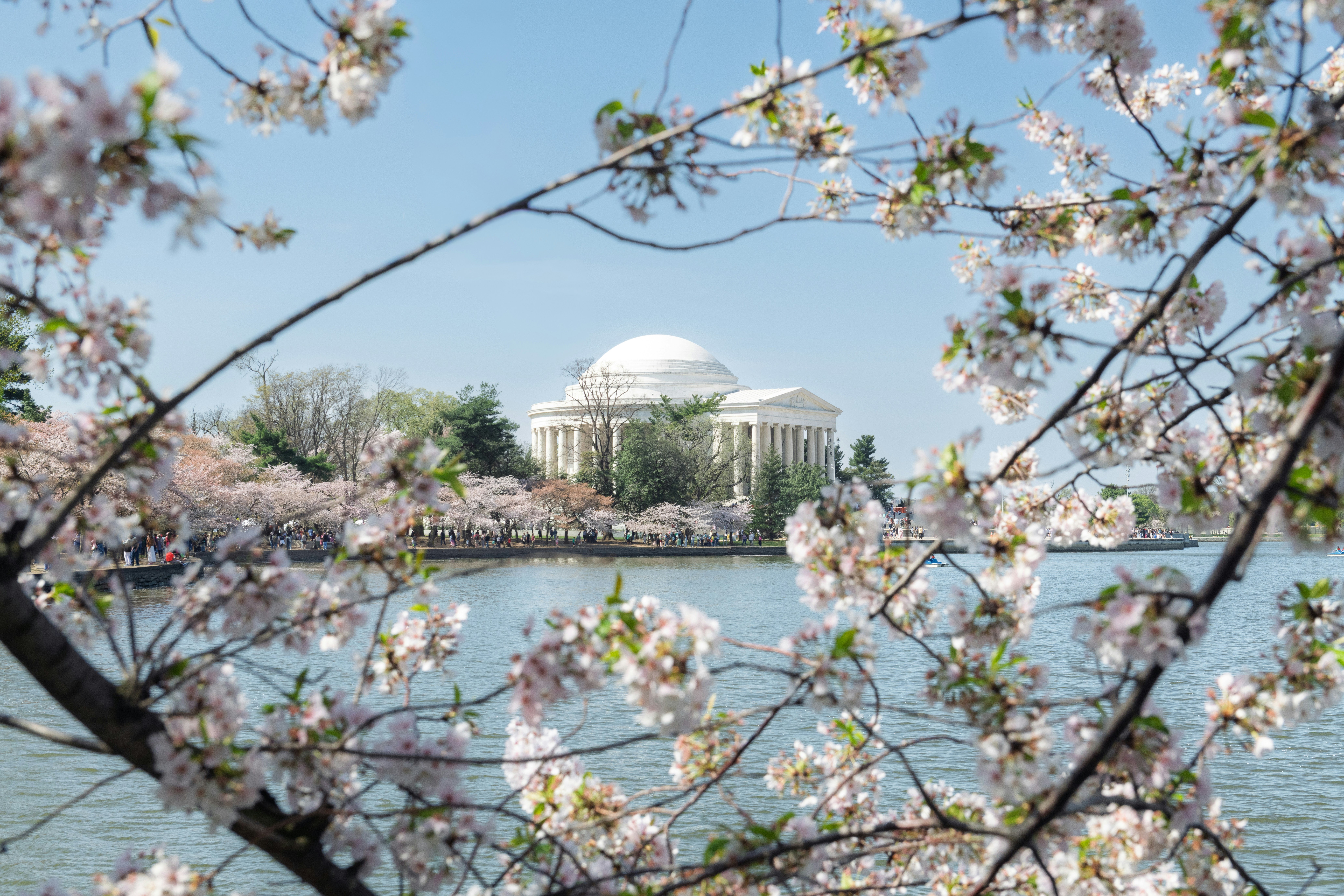 Blossoms Framing the Jefferson Dome Across the Water