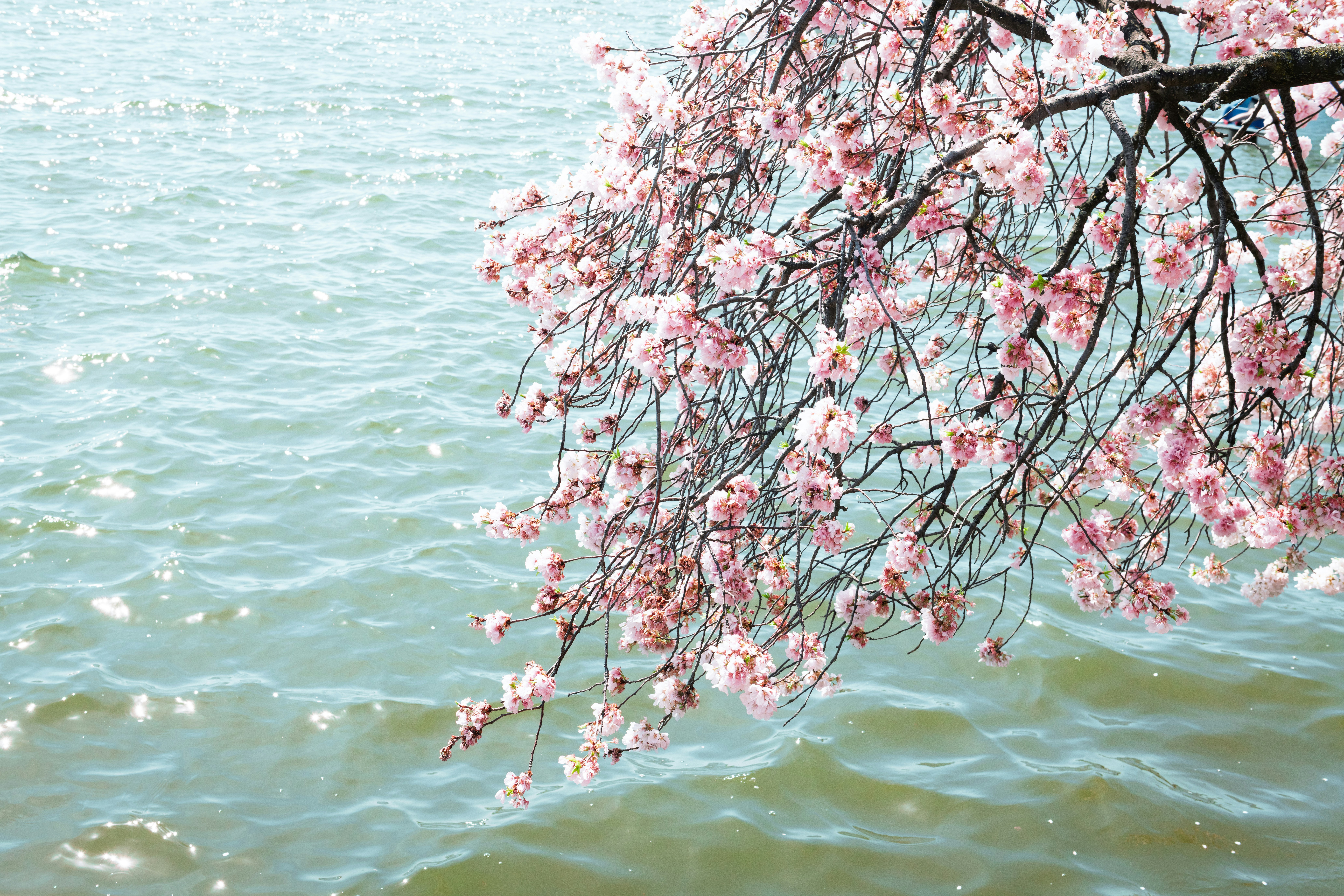 Blossoms over the Lake: A Branch Reaches toward a Quiet Horizon