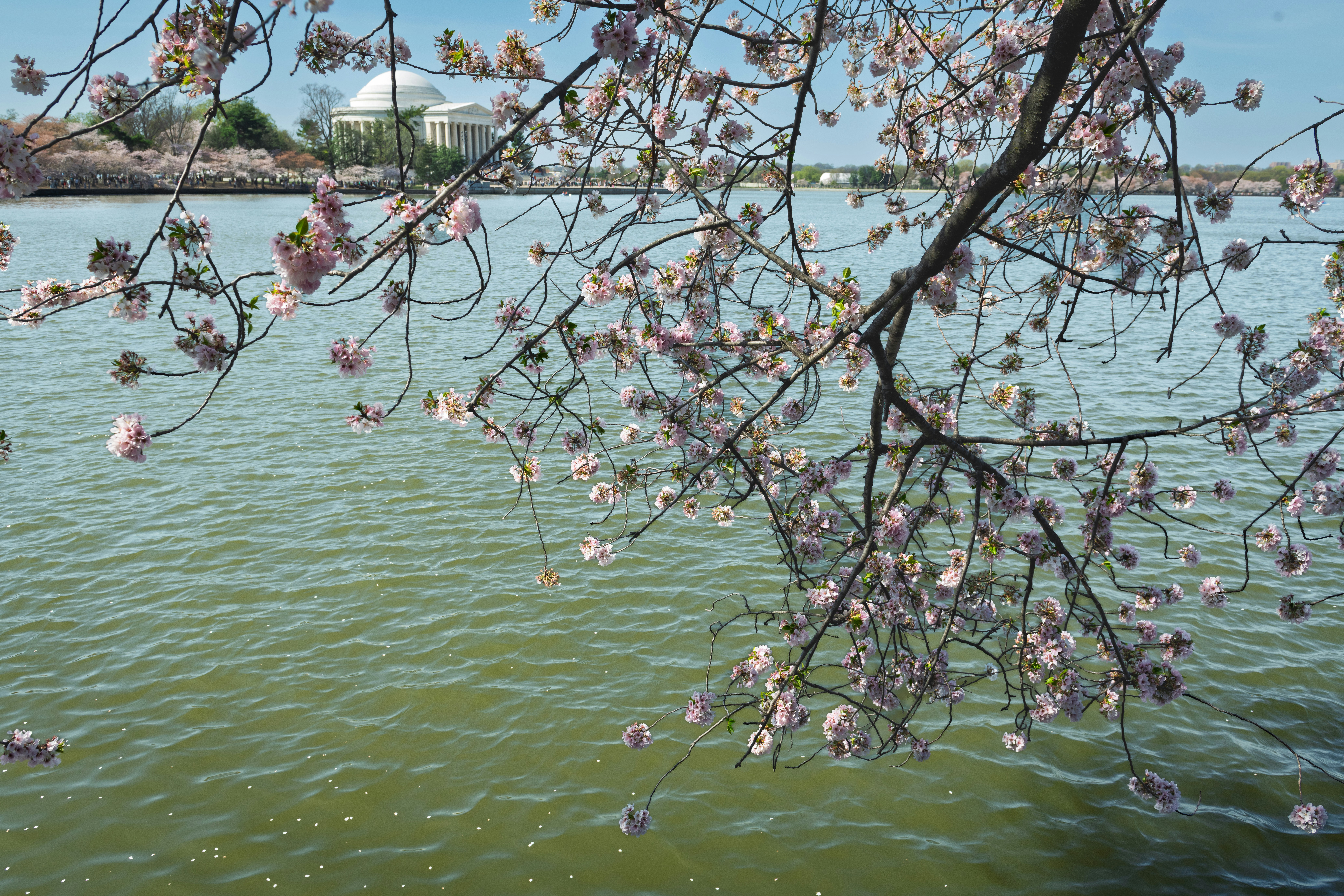 Blossoms Over the Lake: A Spring Moment by the Water