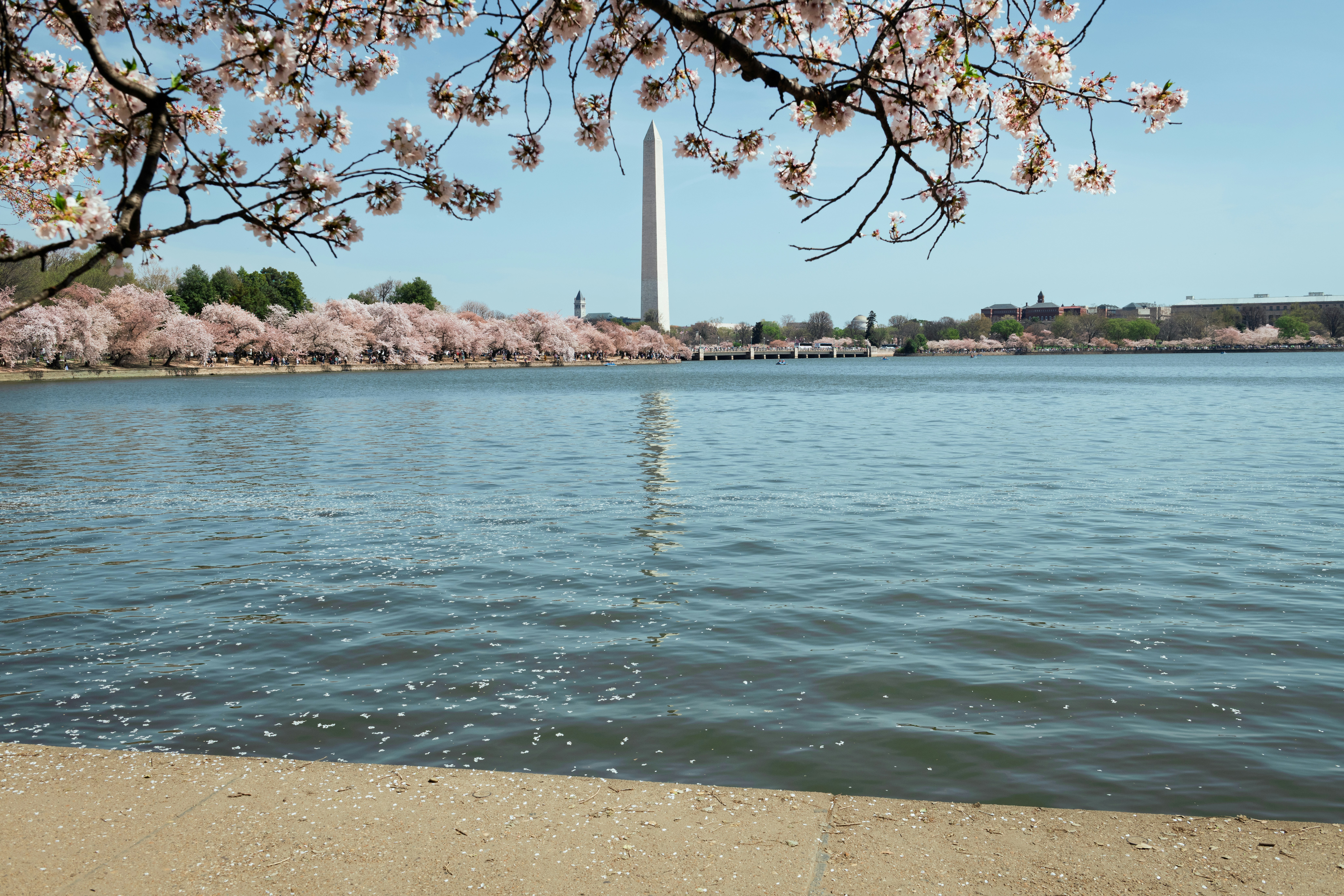 Cherry Blossoms on the Tidal Edge: Washington's Waterfront Vista