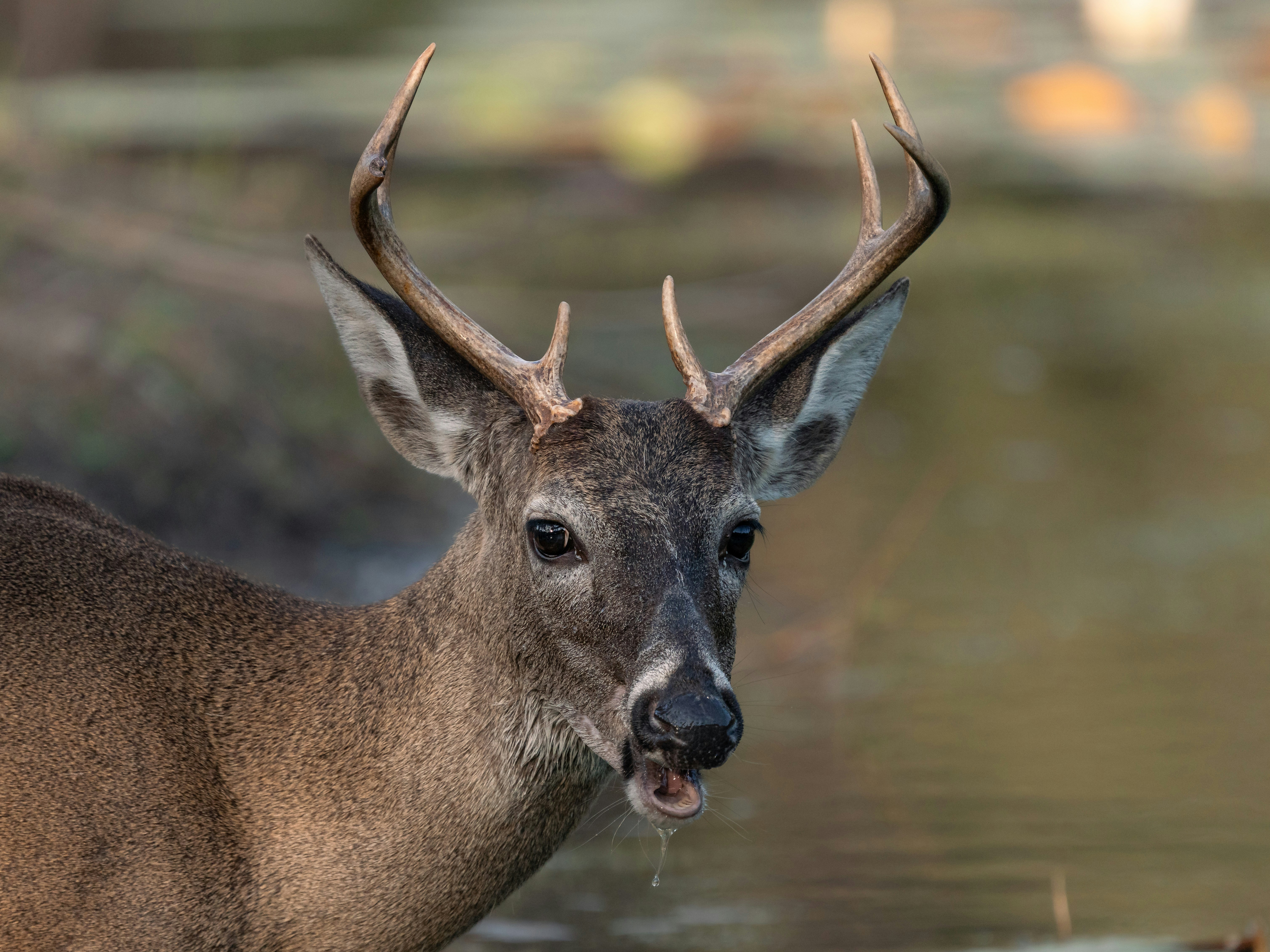 Amber-eyed Stag at the Water’s Edge