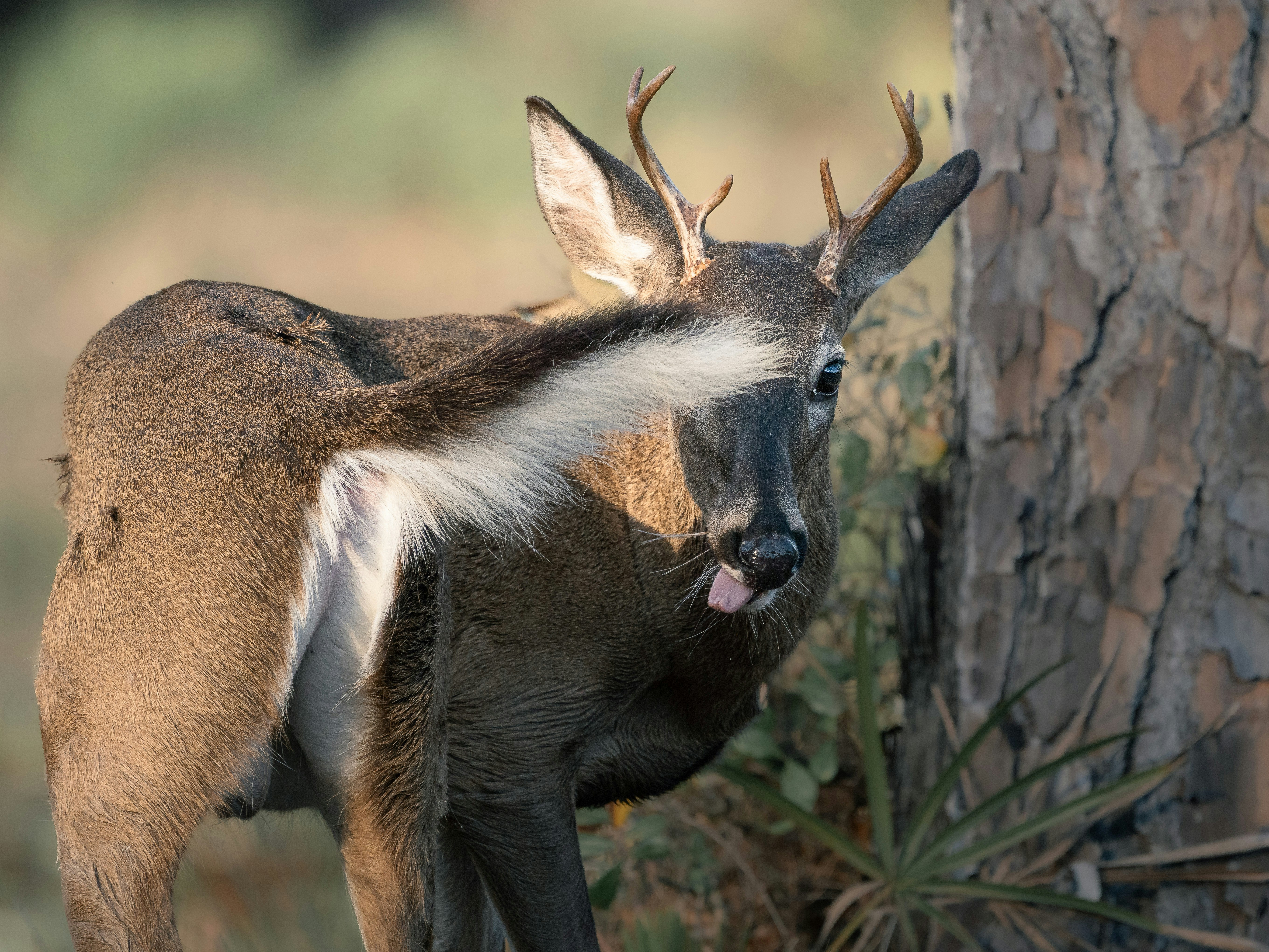Nuzzling Deer in Dappled Sunchase